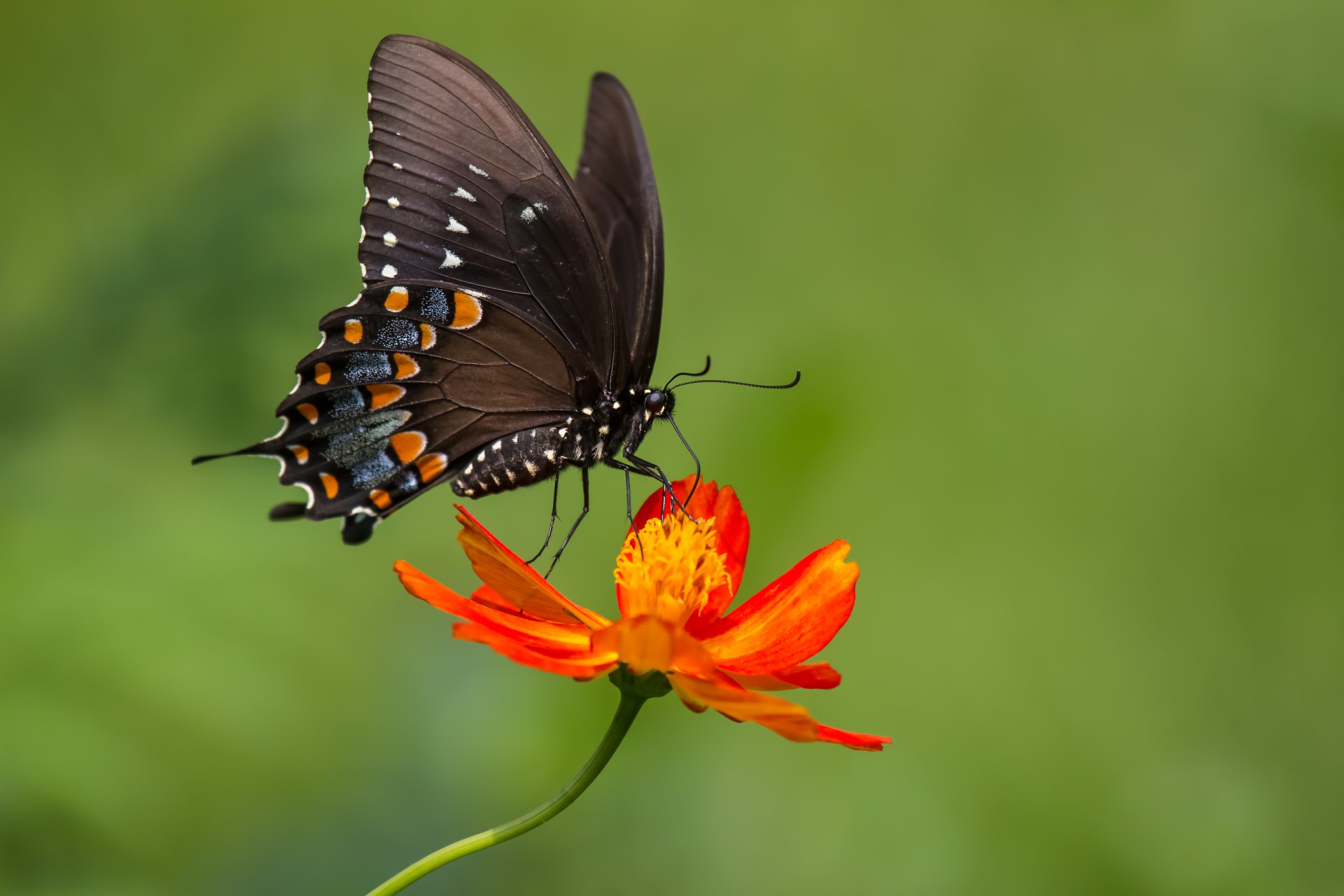 4K Ultra HD Close-Up: Vibrant Butterfly on Orange Flower