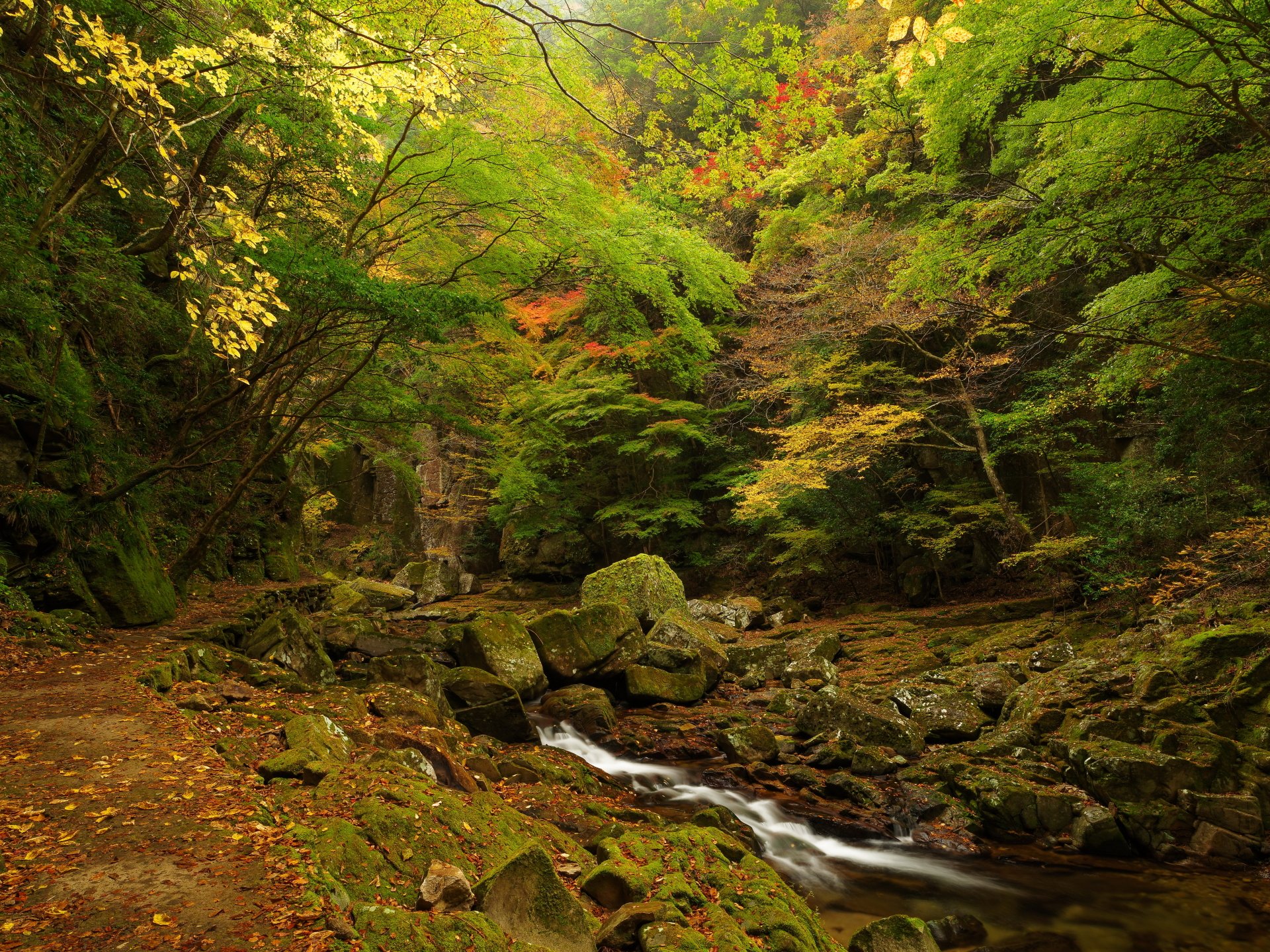 Download Forest Nature Stream 4k Ultra HD Wallpaper