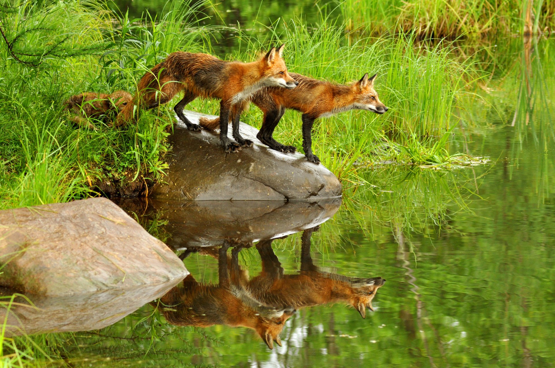 Download Nature Reflection Animal Fox 4k Ultra HD Wallpaper