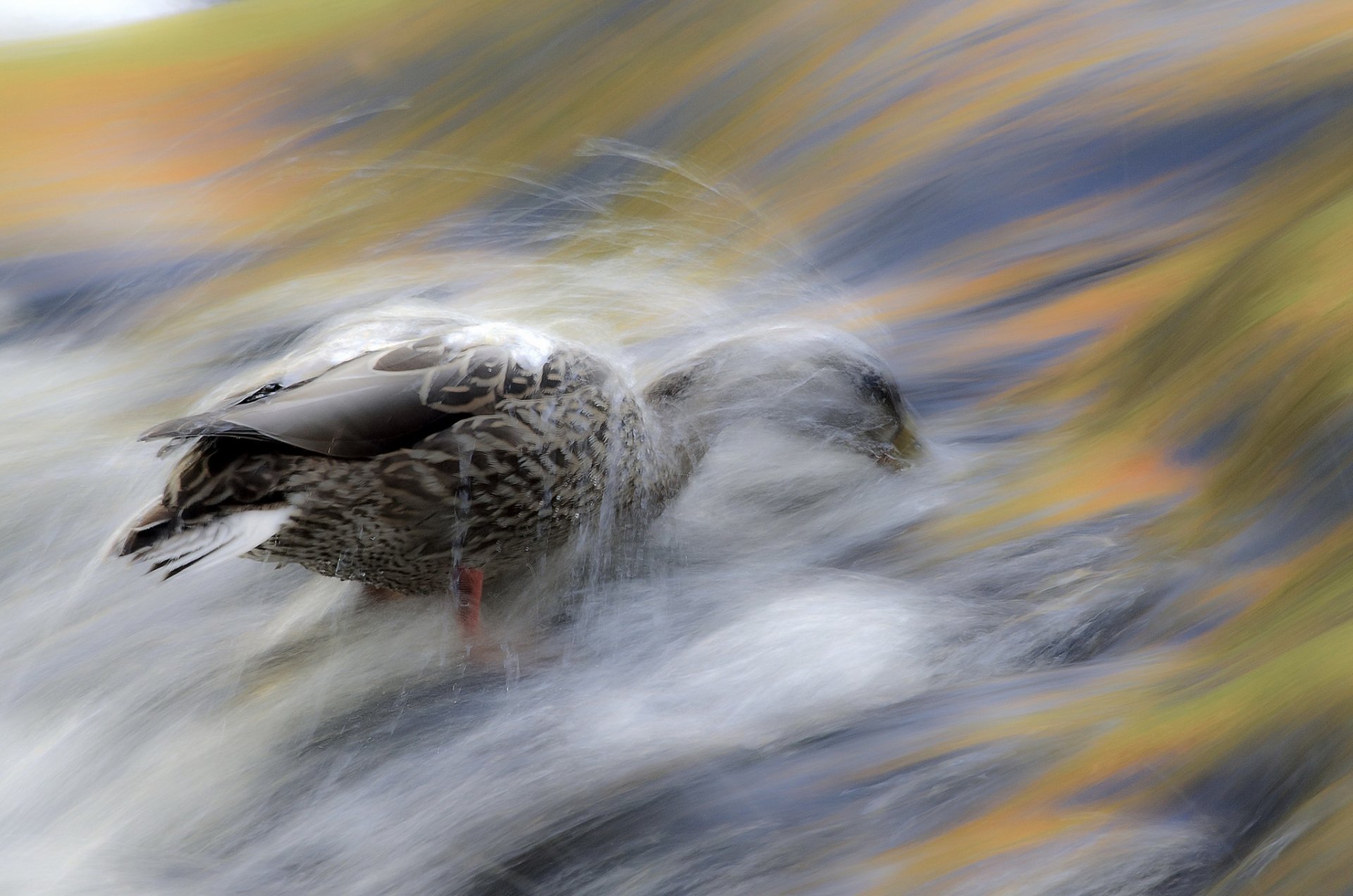 Download Stream Bird Animal Duck HD Wallpaper