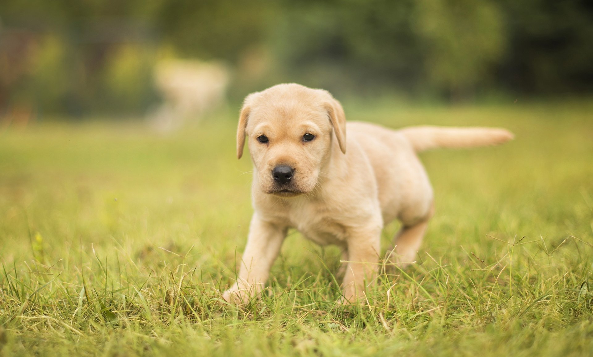 Adorable Labrador Puppy in Grass – HD Baby Animal Wallpaper with Bokeh Glow