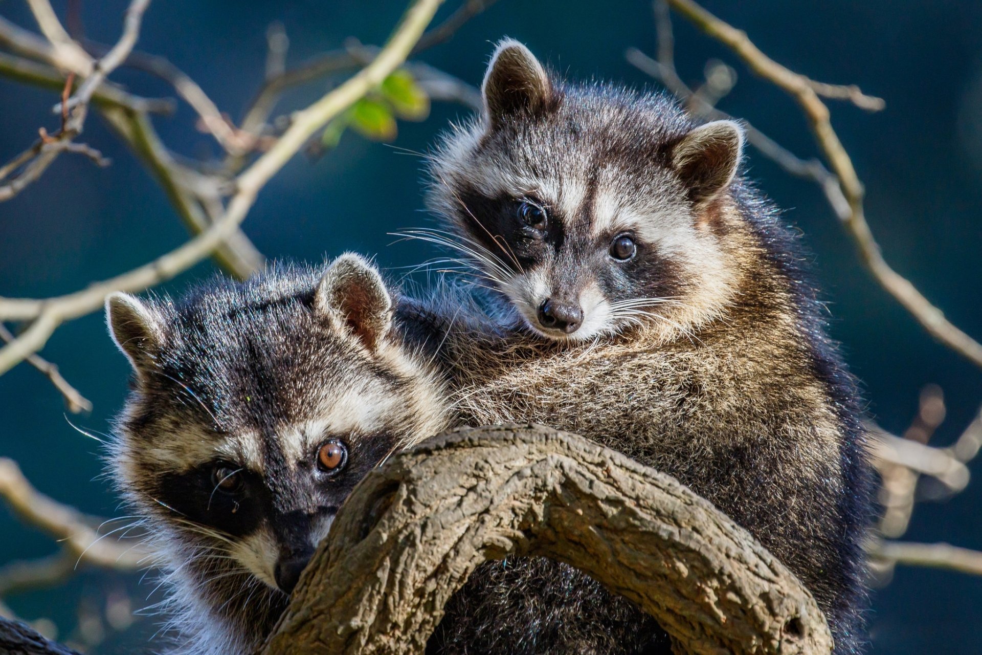 Download Animal Raccoon HD Wallpaper