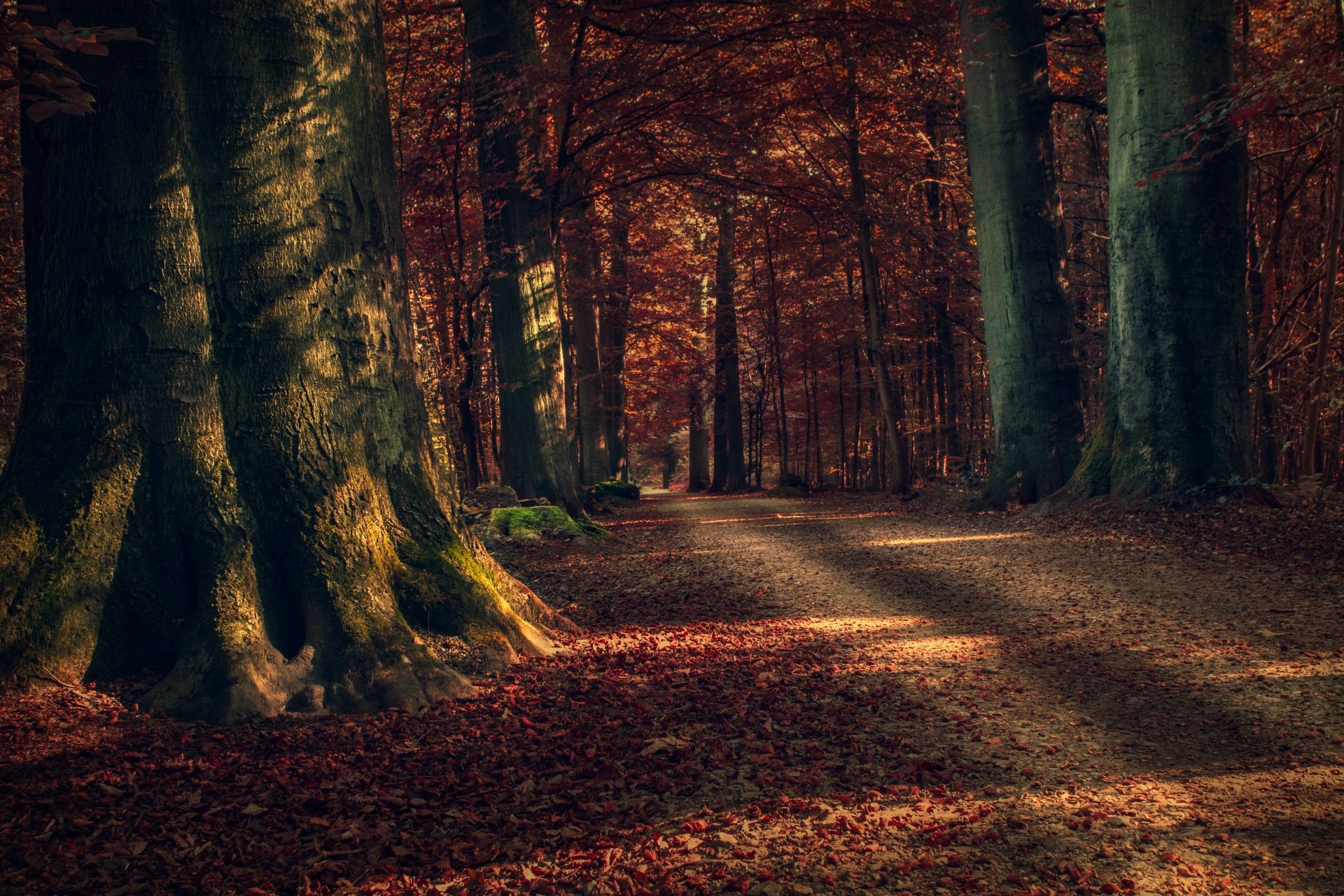 Autumn Path Through the Enchanted Forest – 4K Ultra HD Wallpaper