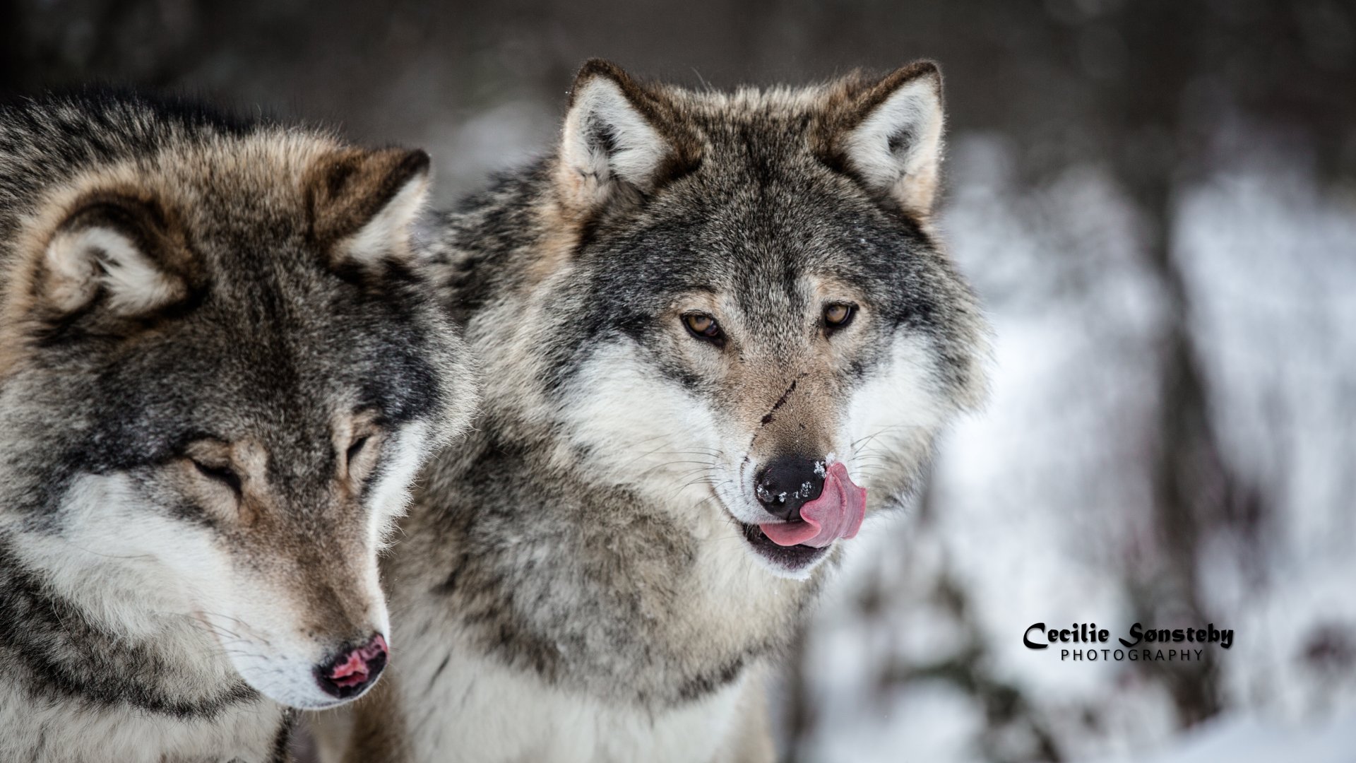 Download Close-up Animal Wolf 4k Ultra HD Wallpaper by Cecilie Stonseby