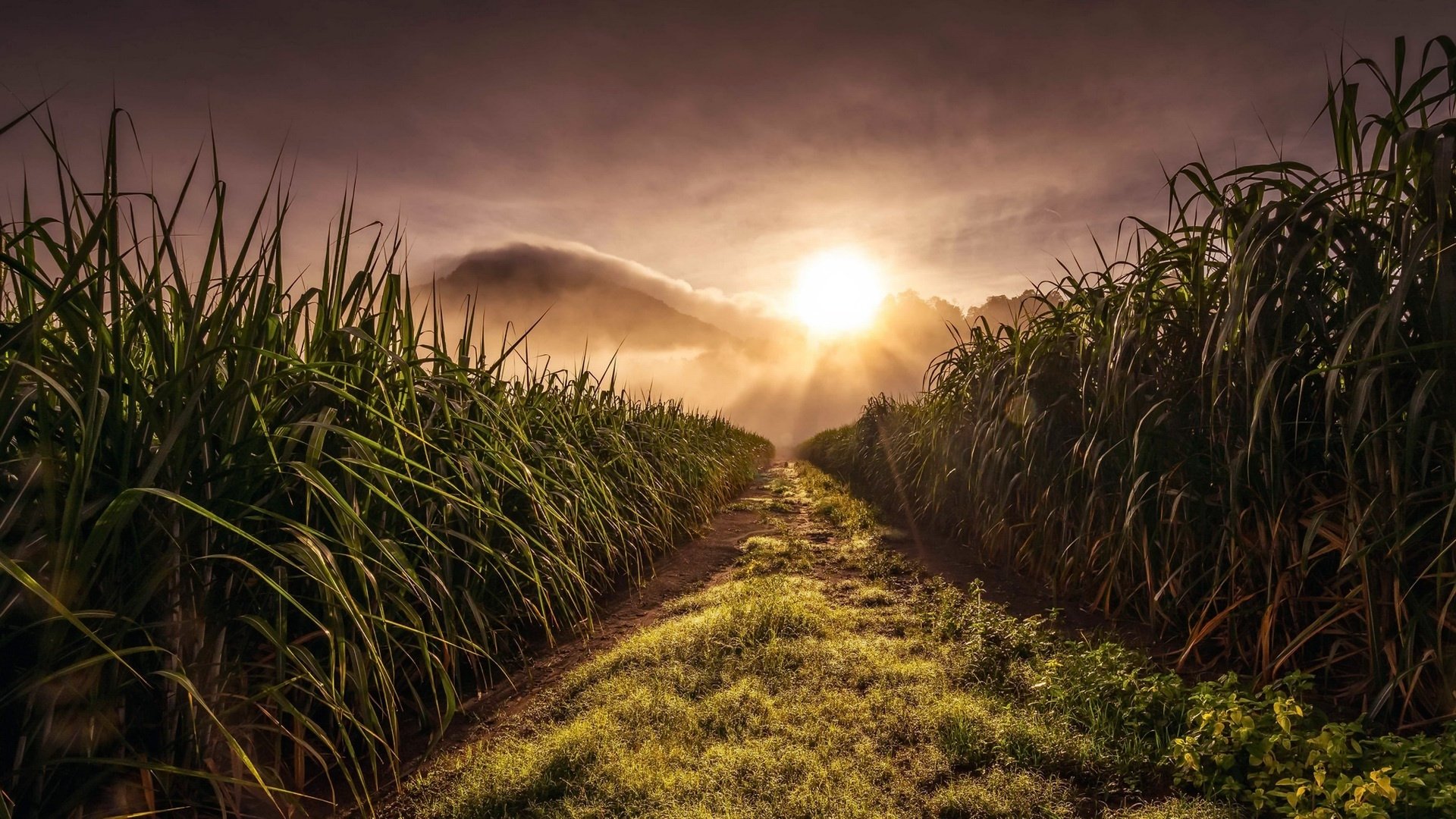 Download Path Sunbeam Sun Nature Field HD Wallpaper