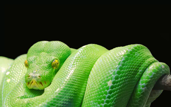 Golden Python HD Wallpaper