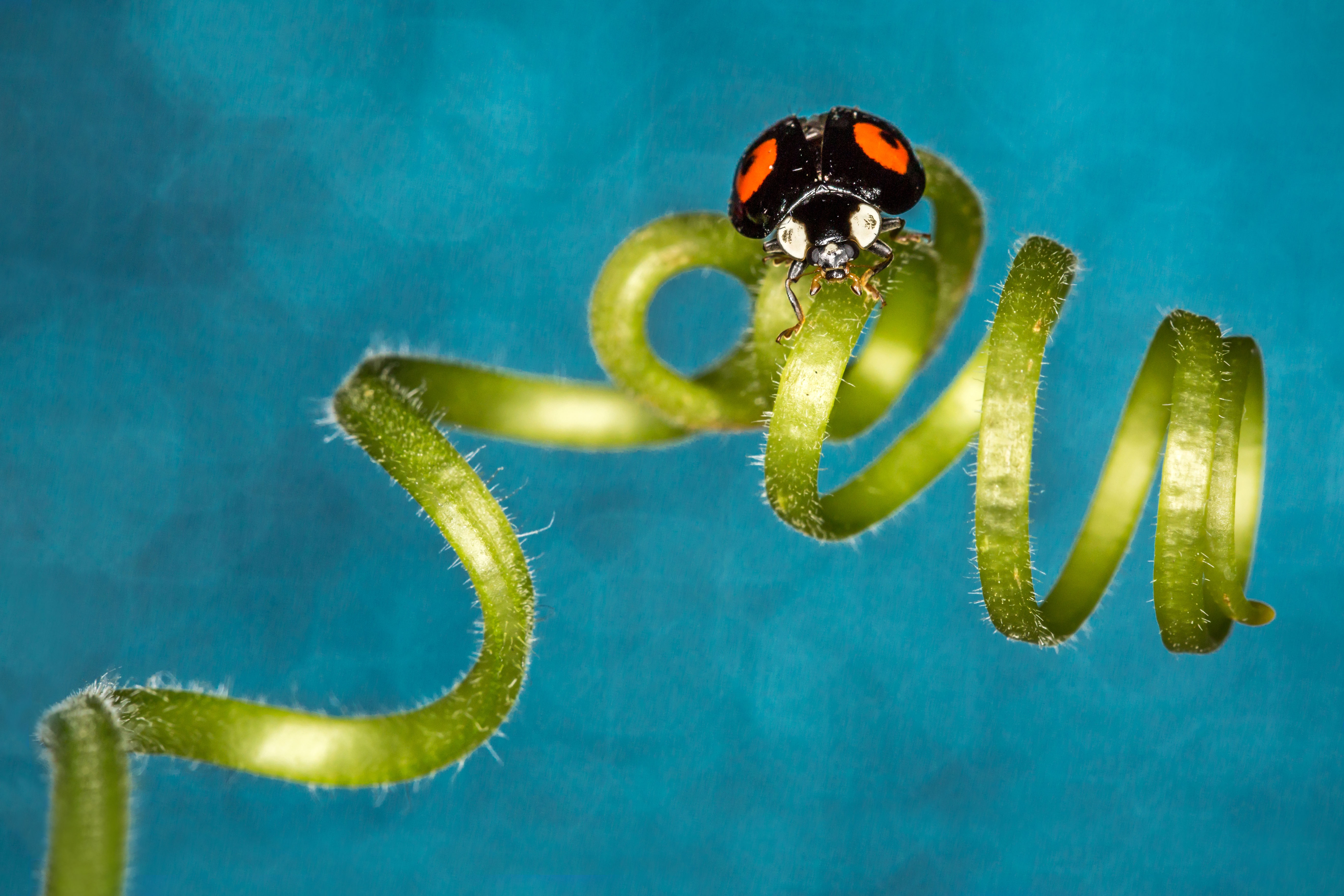 Download Macro Plant Insect Animal Ladybug 4k Ultra HD Wallpaper by ...