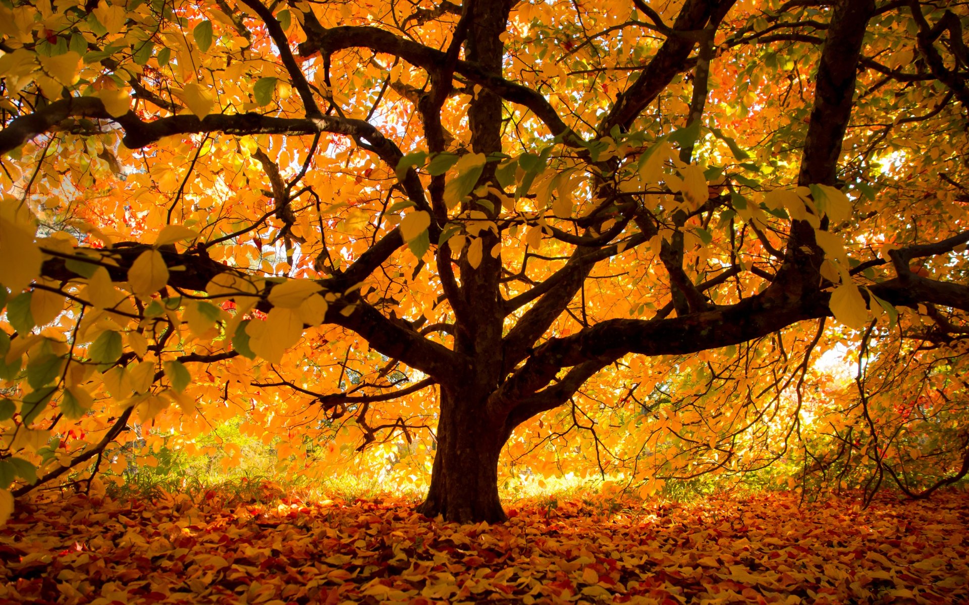 Download Colors Fall Nature Tree HD Wallpaper