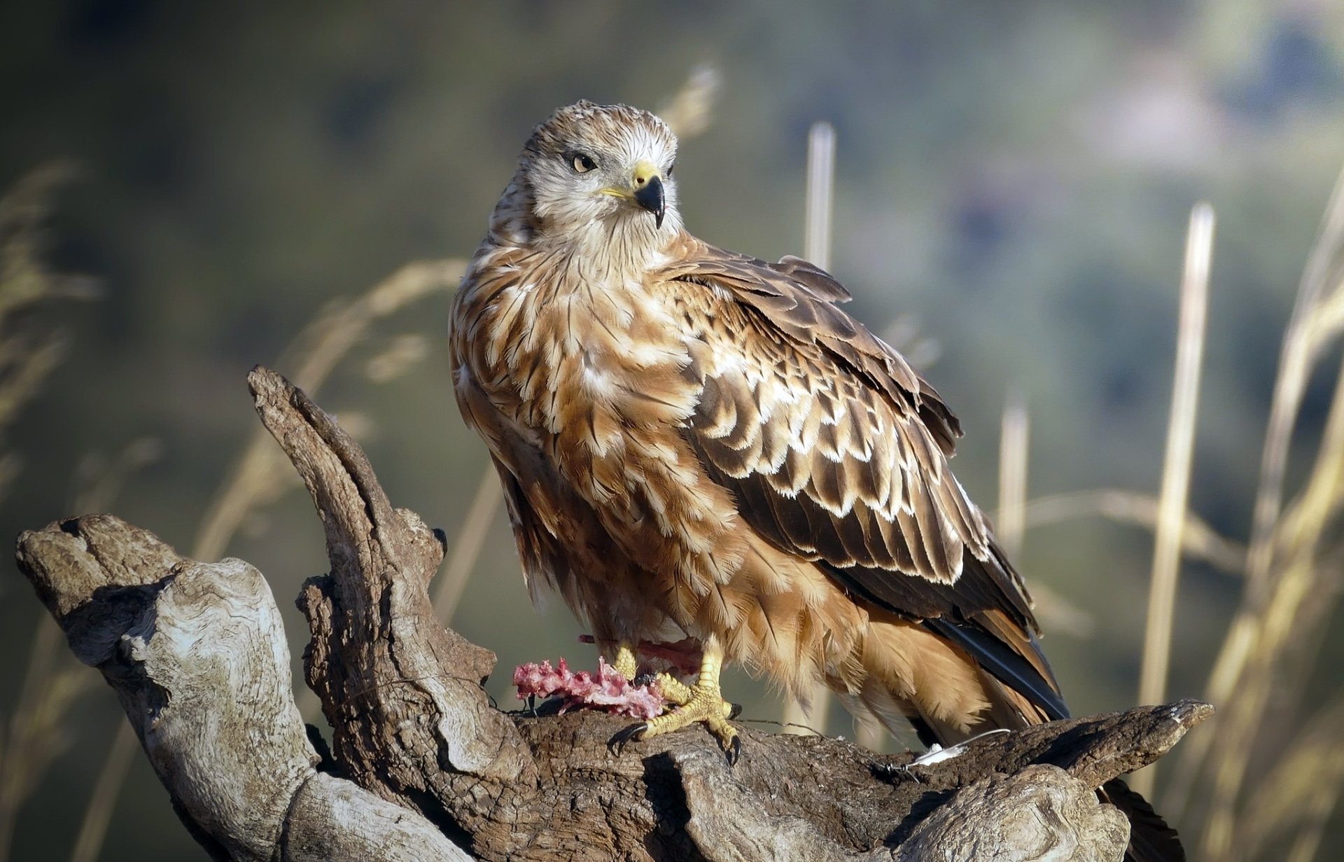 Download Bird Of Prey Bird Animal Falcon HD Wallpaper
