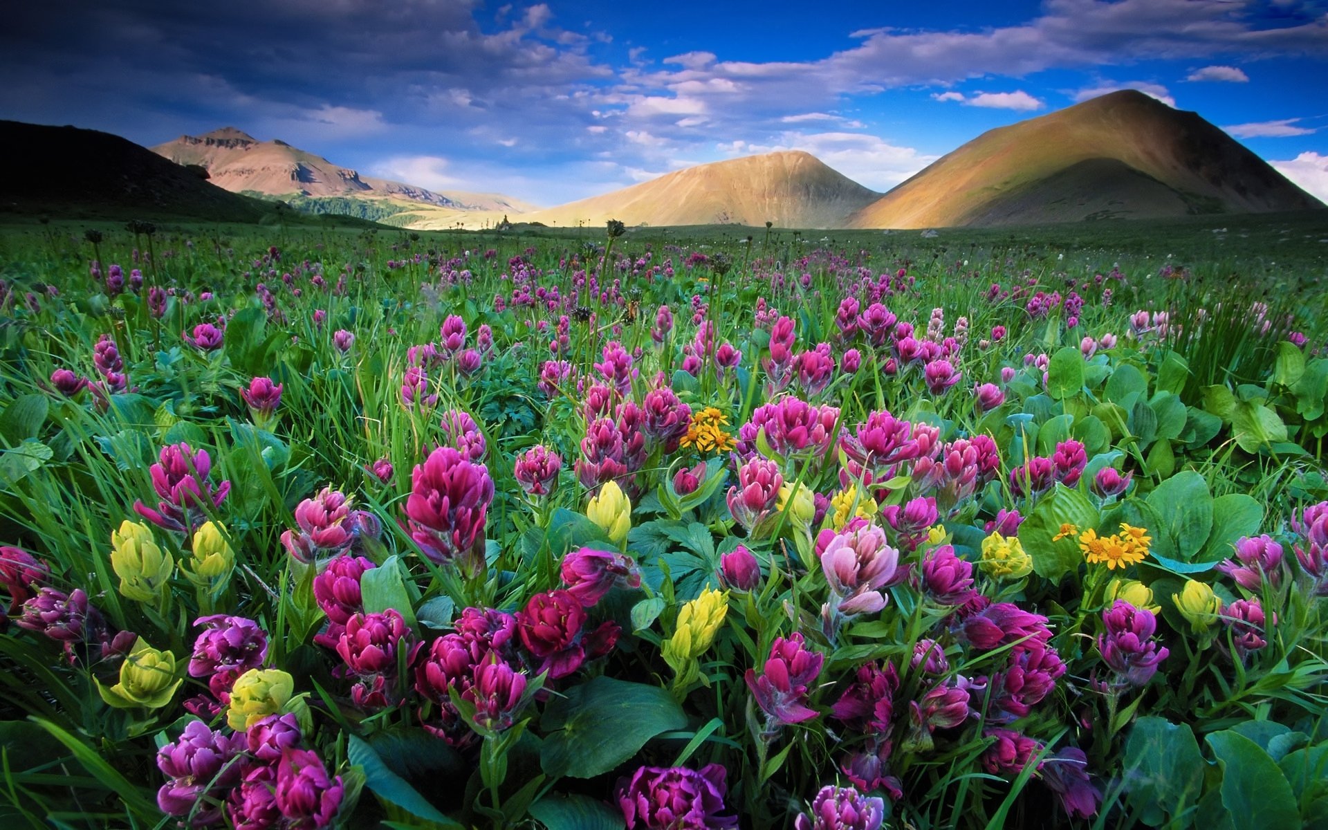 Download Landscape Meadow Purple Flower Yellow Flower Field Nature ...