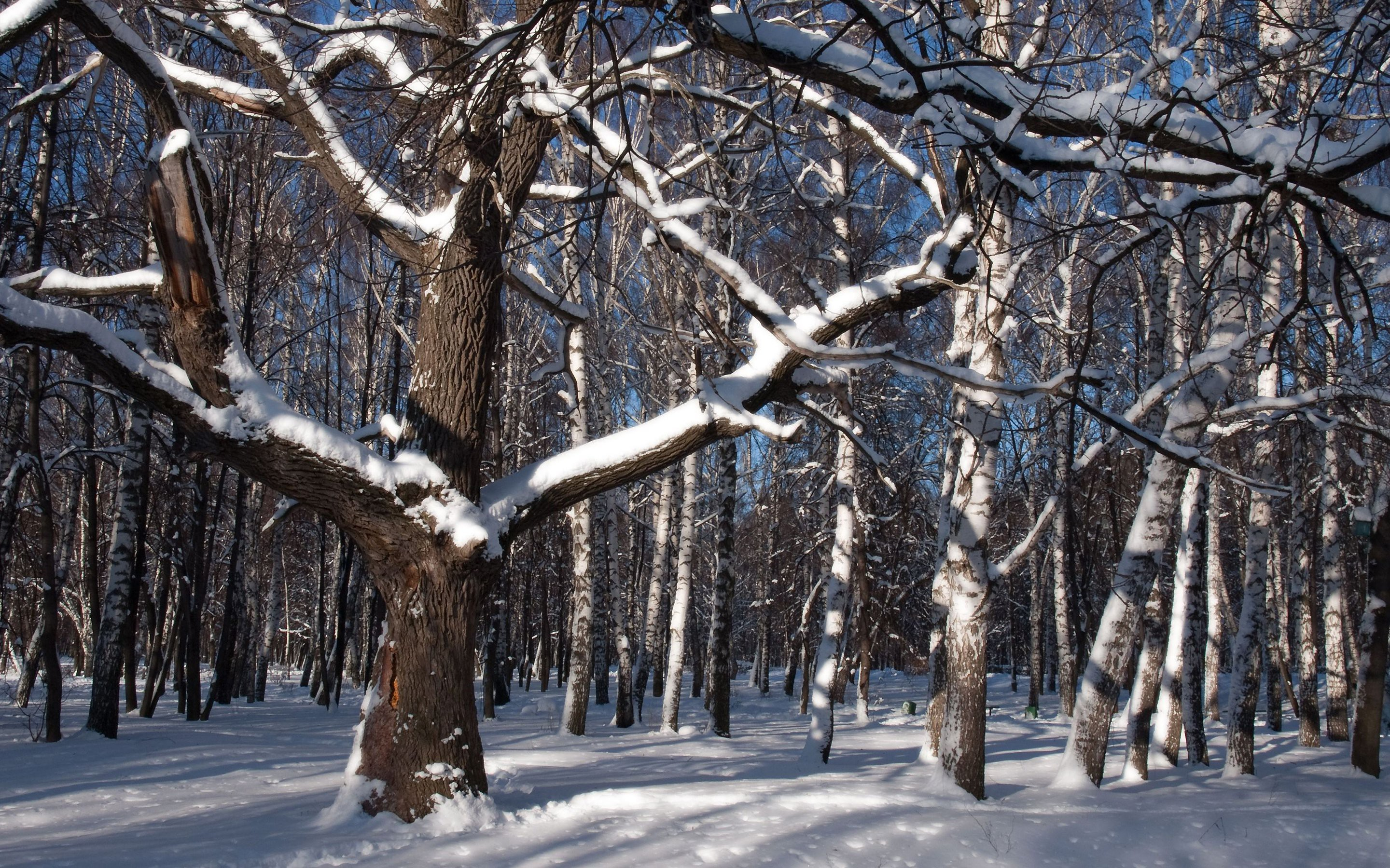 Download Snow Forest Tree Nature Winter HD Wallpaper