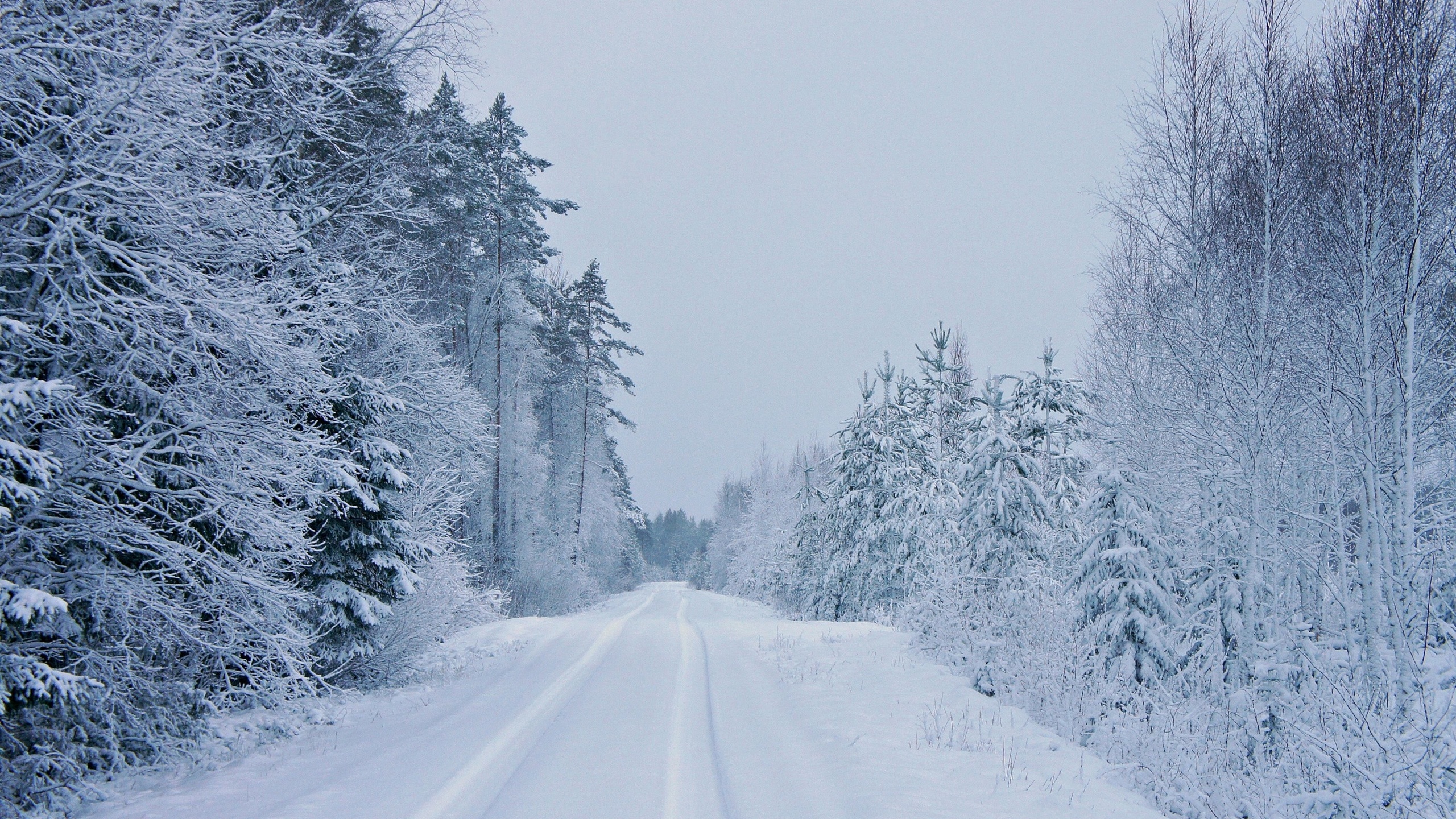 Winter Forest Road: Serene Snow-Covered Nature HD Wallpaper