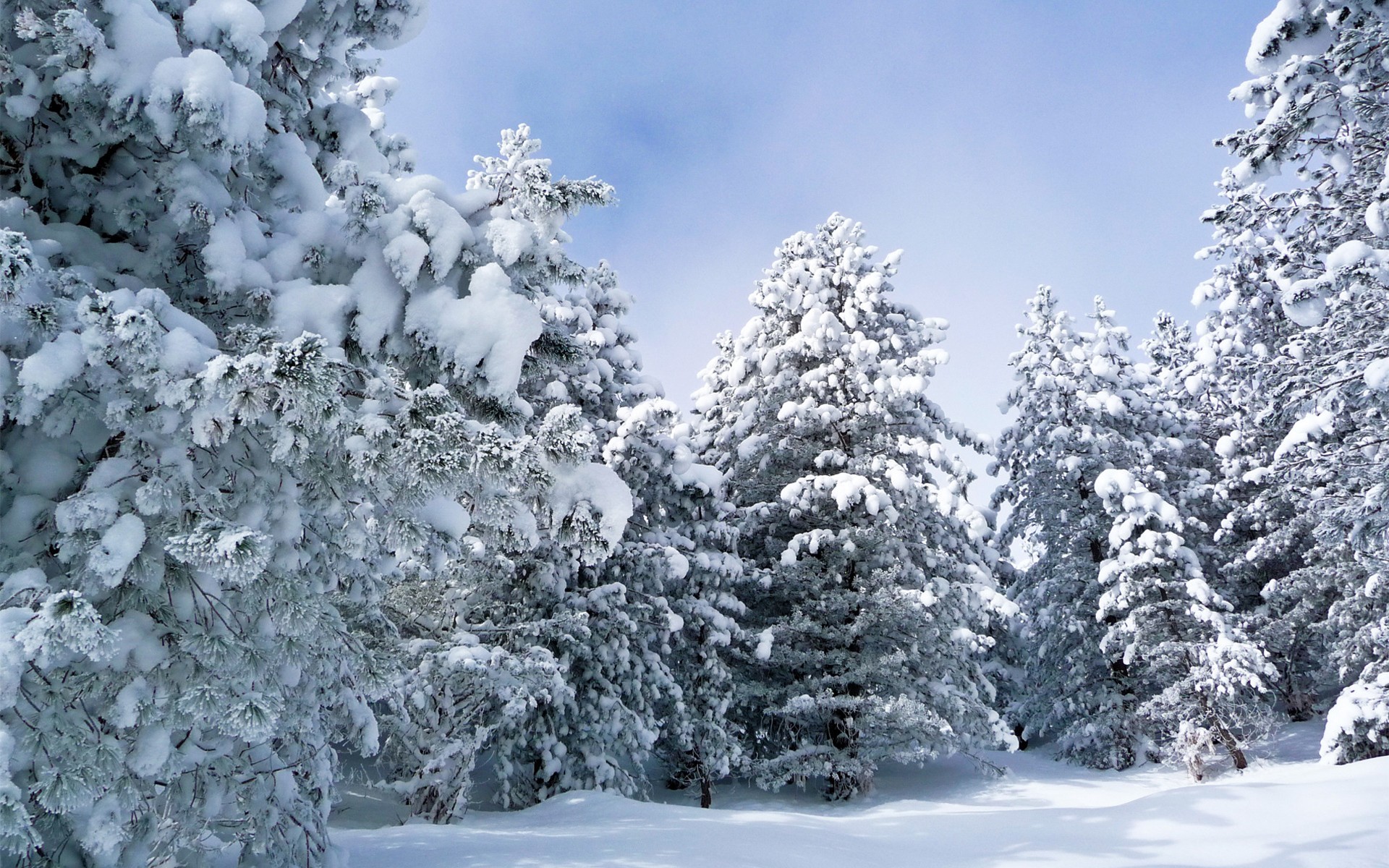 Download Snow Forest Tree Nature Winter HD Wallpaper