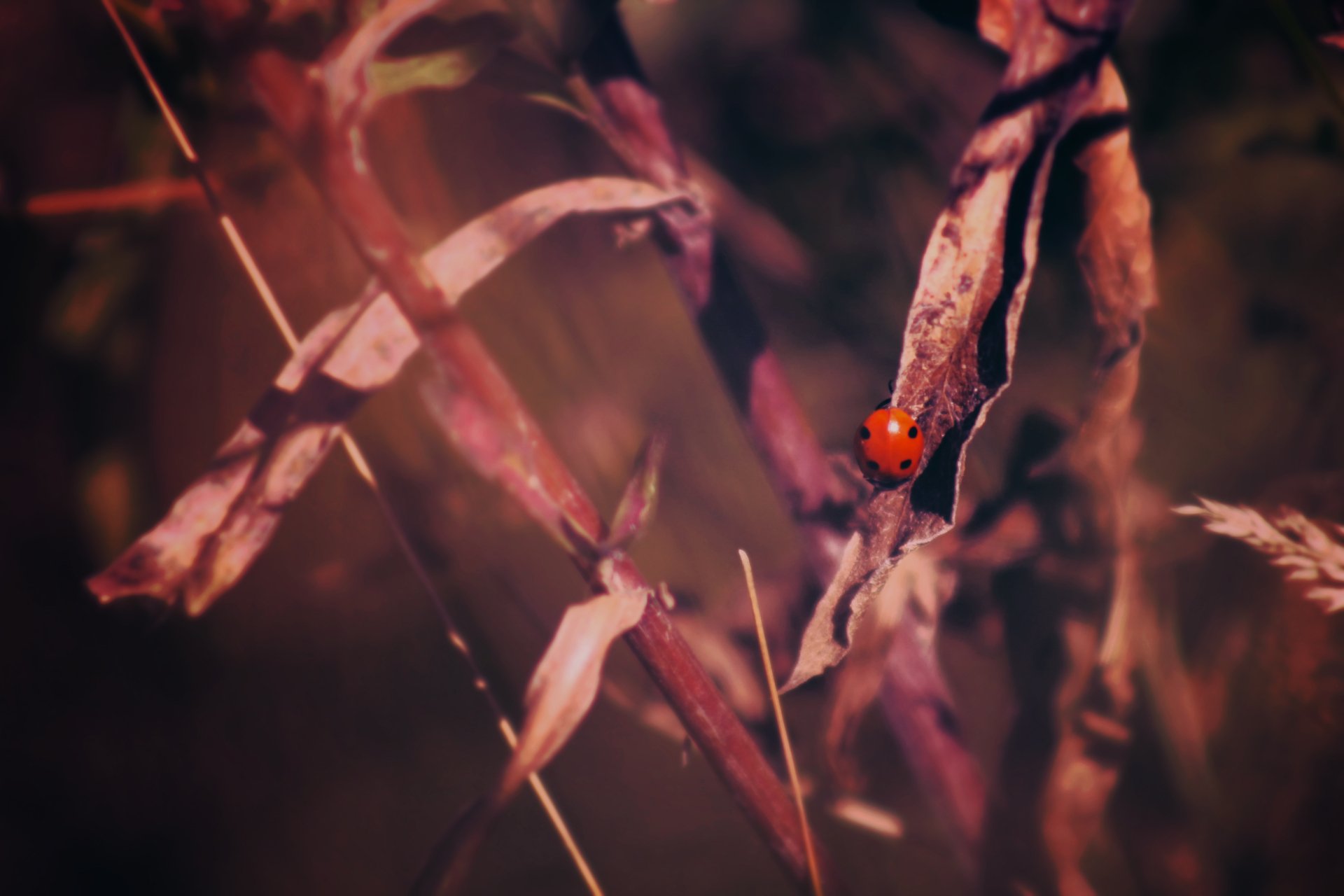Download Close-up Insect Plant Animal Ladybug 4k Ultra HD Wallpaper ...