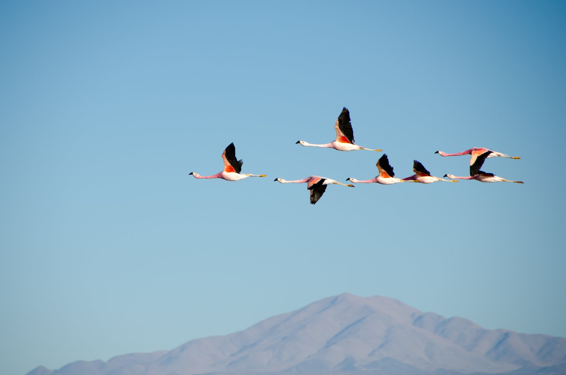 Flamingo Flight — 4K Ultra HD Wildlife Wallpaper | 4537x3005 ...