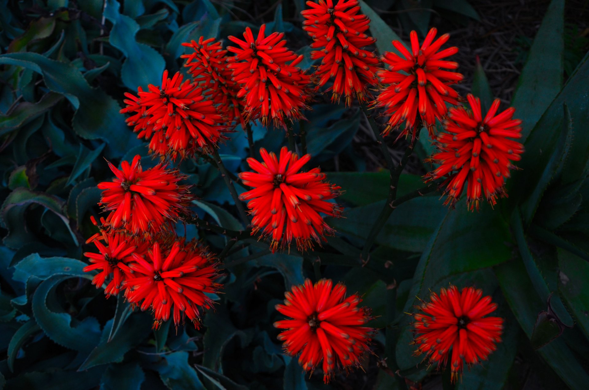 Download Red Flower Leaf Nature Flower HD Wallpaper