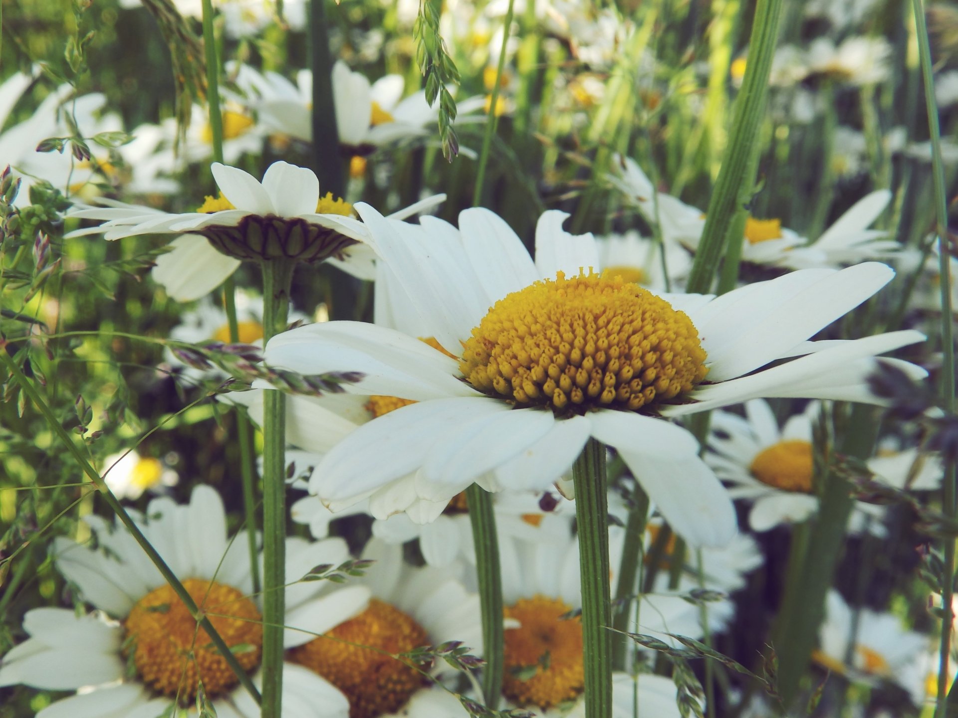Download Close-up Nature White Flower Flower Daisy 4k Ultra HD ...