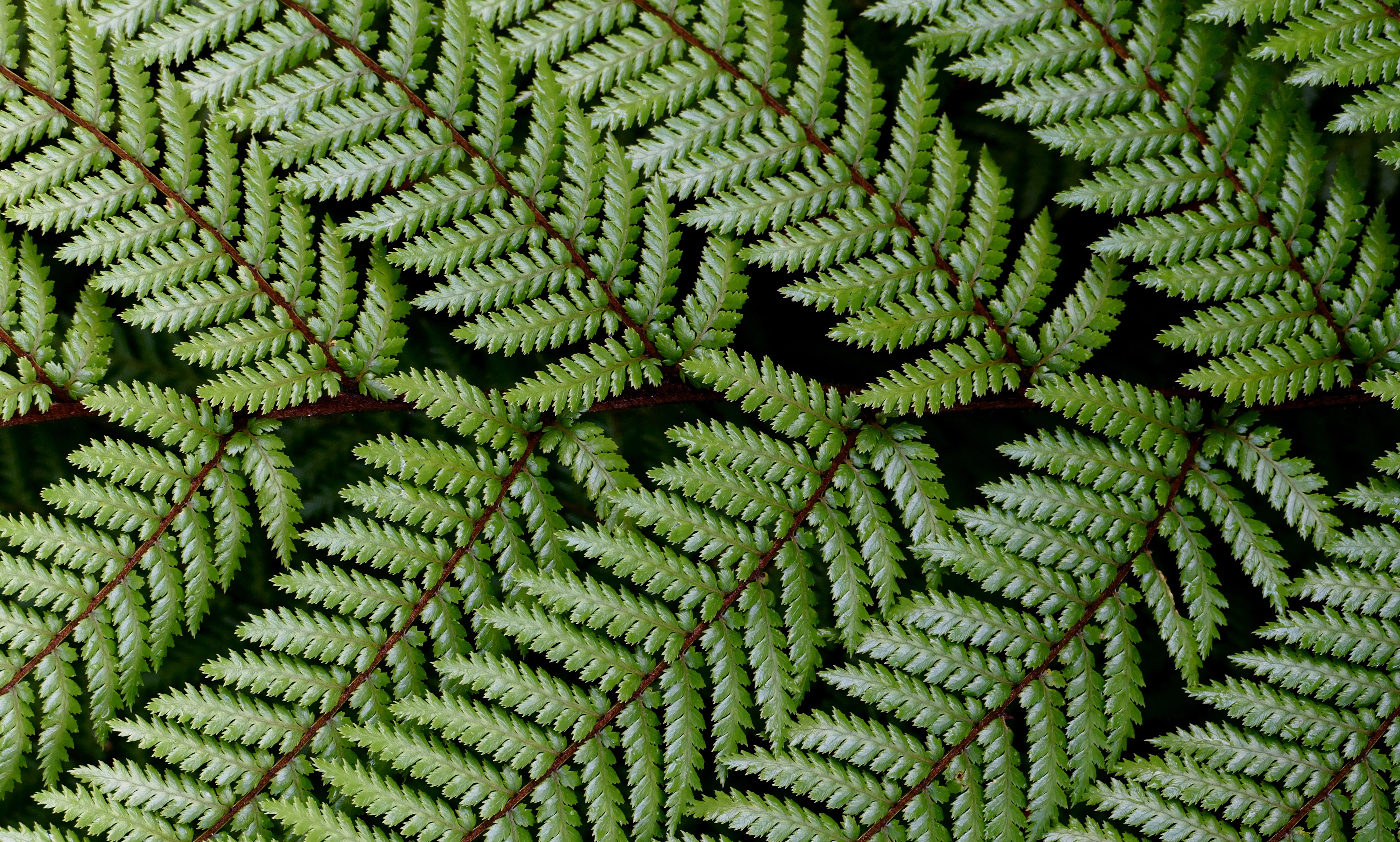 Download Green Nature Leaf Fern 4k Ultra HD Wallpaper by Bernard Spragg