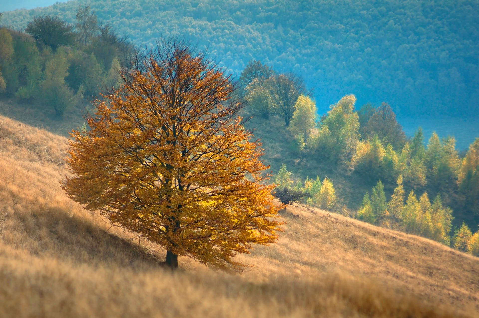 Download Fall Nature Tree HD Wallpaper