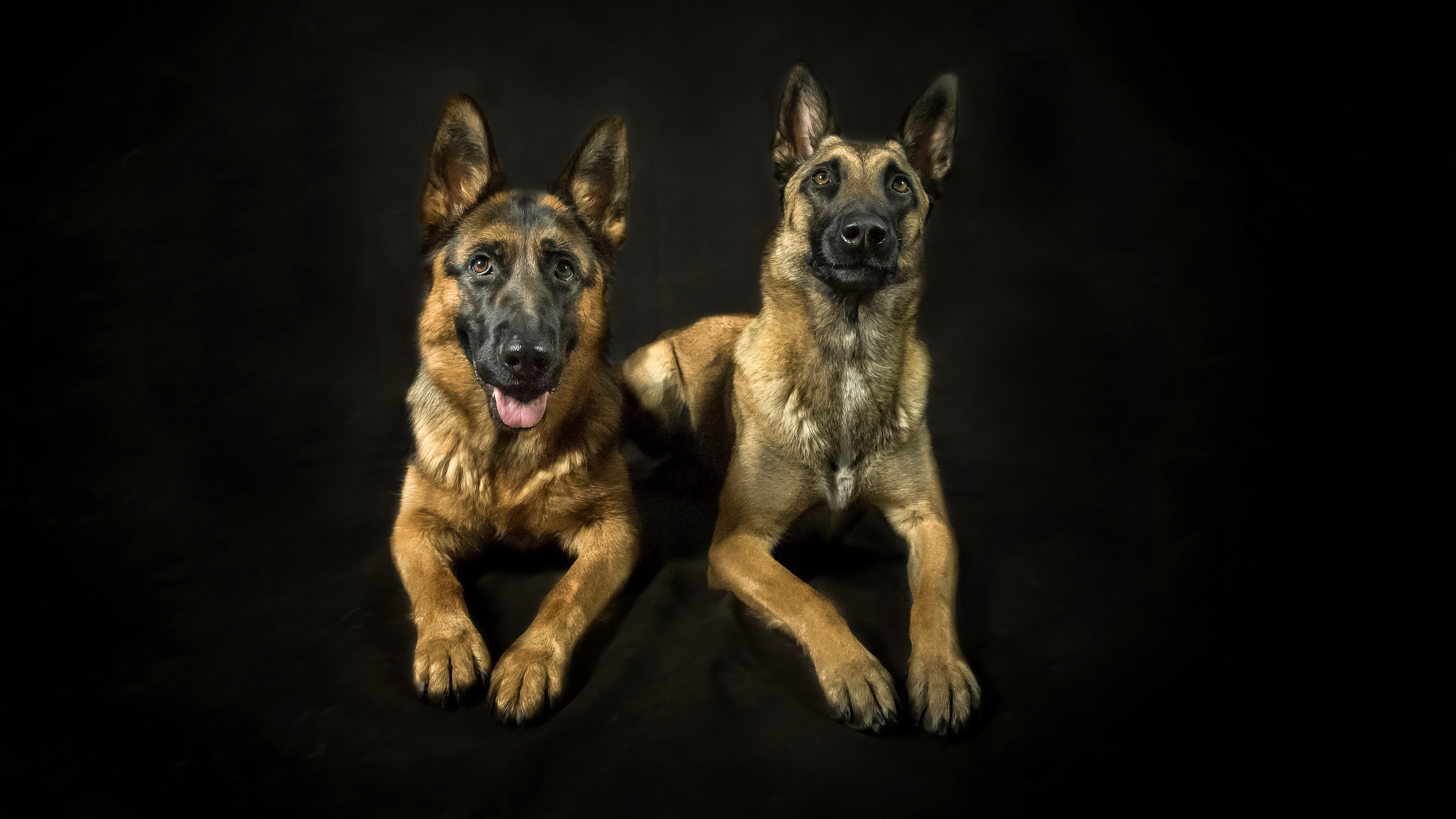 Download Portrait Dog Animal German Shepherd 4k Ultra HD Wallpaper