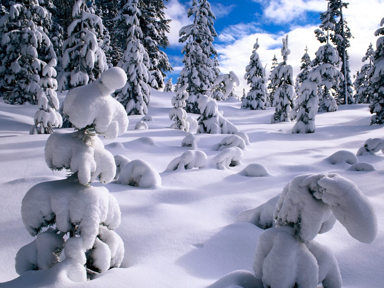 Serene Winter Wallpaper Serene Winter Wonderland With Frosted Trees