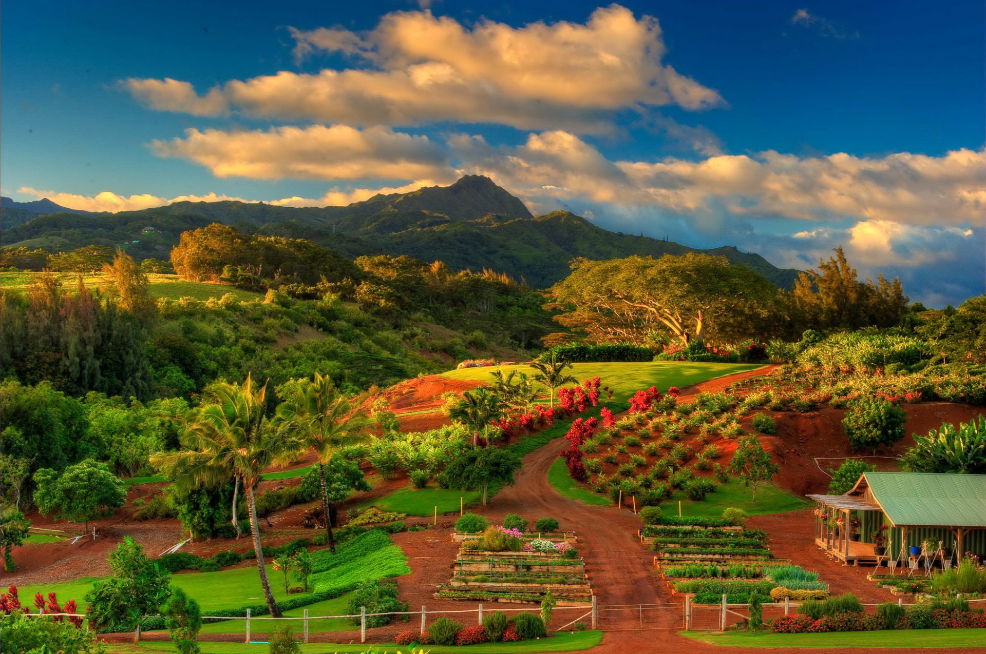 Hawaiian Fall Landscape: Vibrant Fields & Majestic Trees in HD