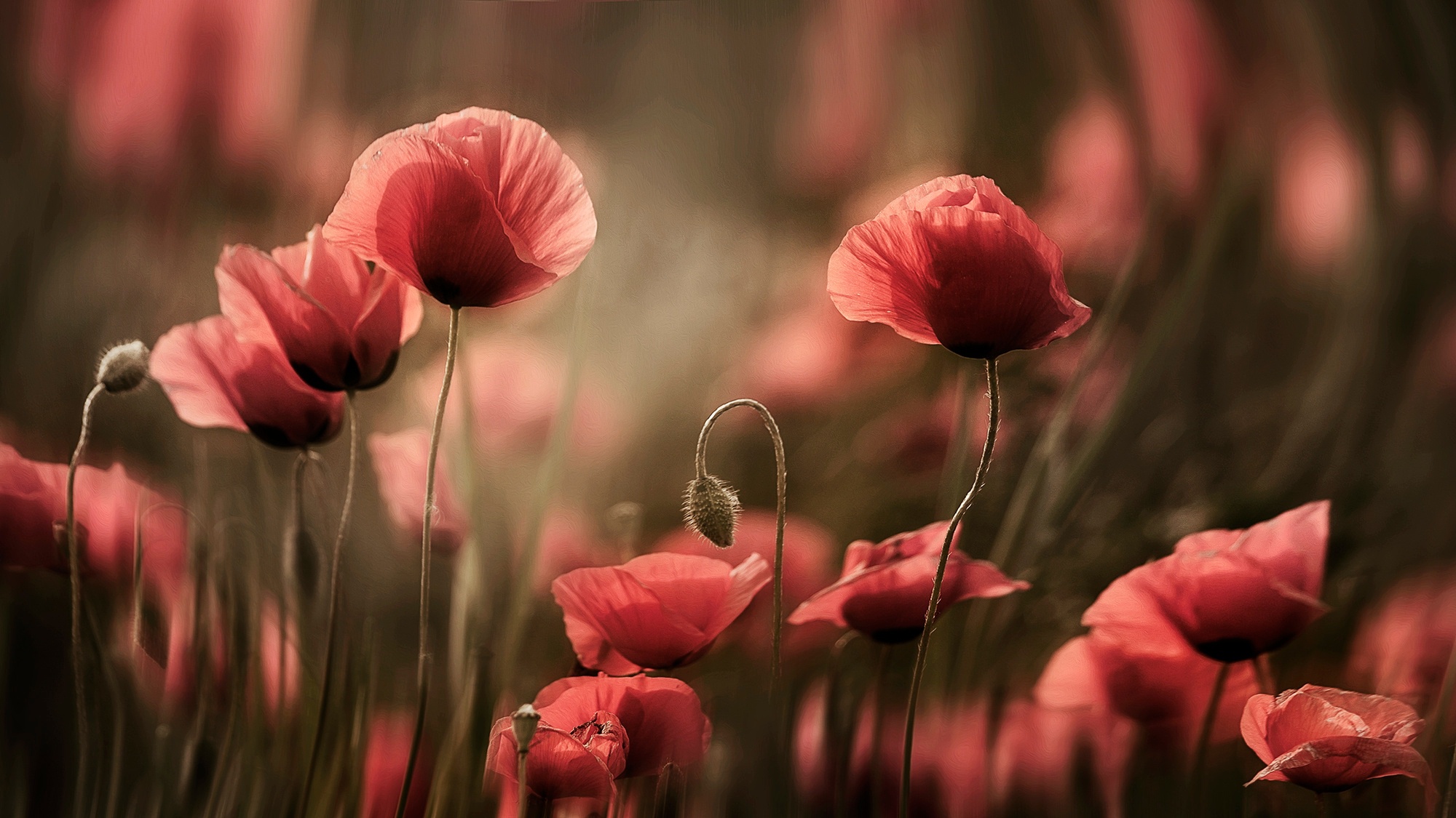 Radiant Red Poppies: Nature’s Blurred Beauty HD Wallpaper
