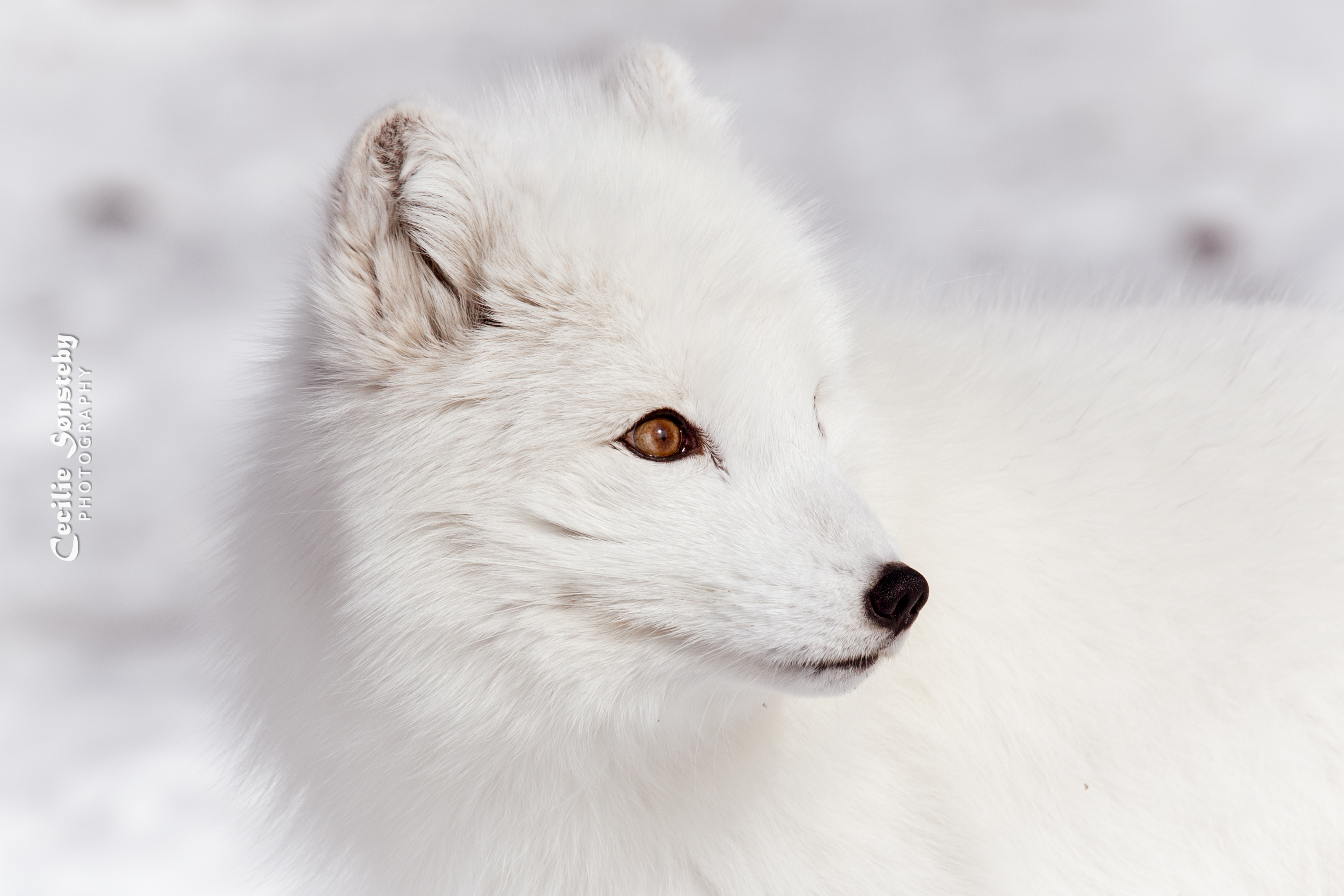 Download White Face Animal Arctic Fox HD Wallpaper by Cecilie Sonsteby