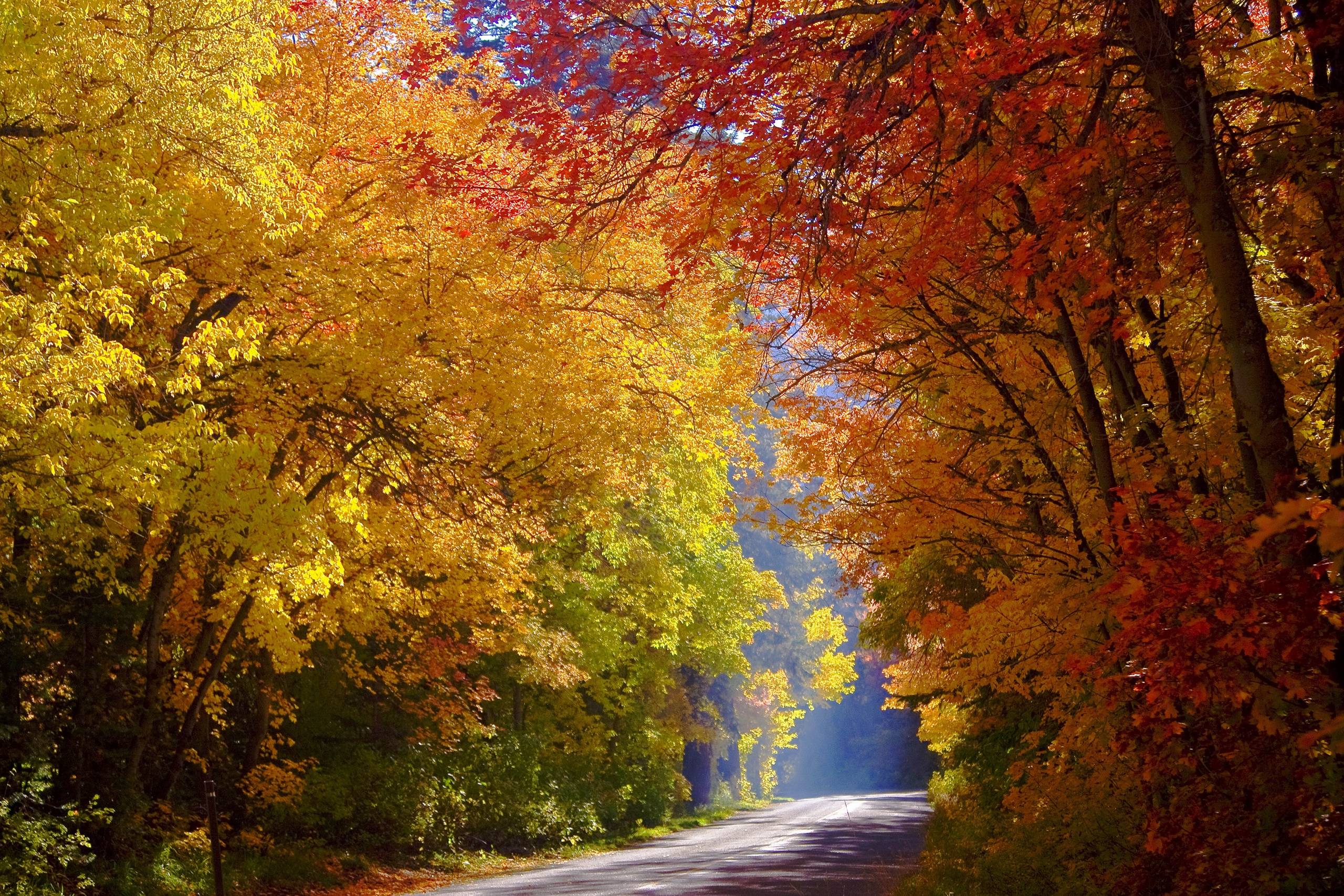 Road Through Fall Trees Wallpaper