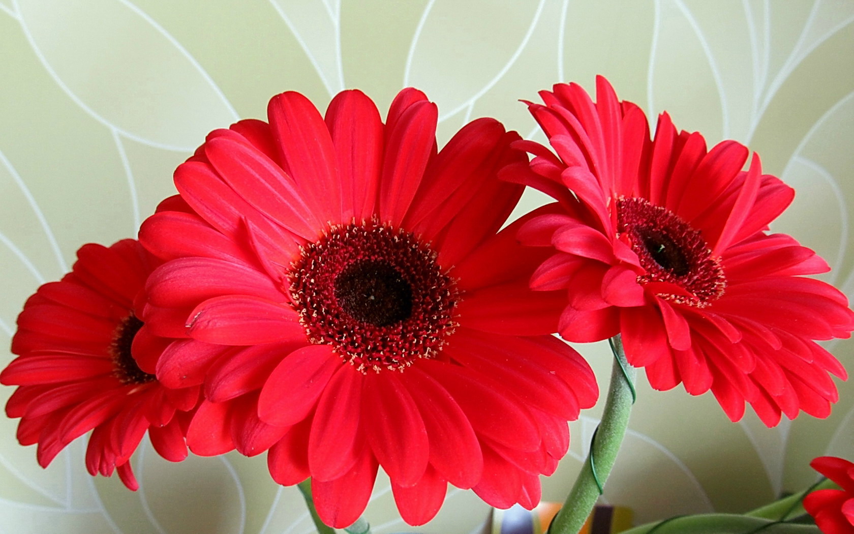 Red Gerberas