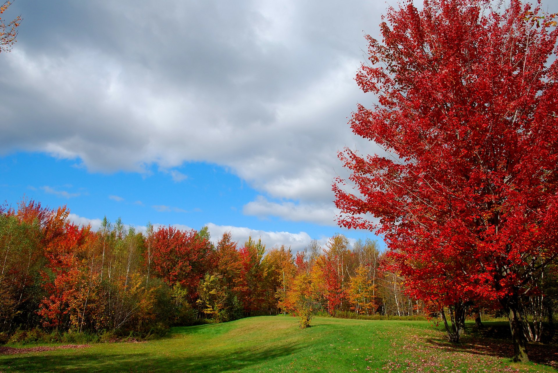 Download Tree Nature Fall 4k Ultra HD Wallpaper