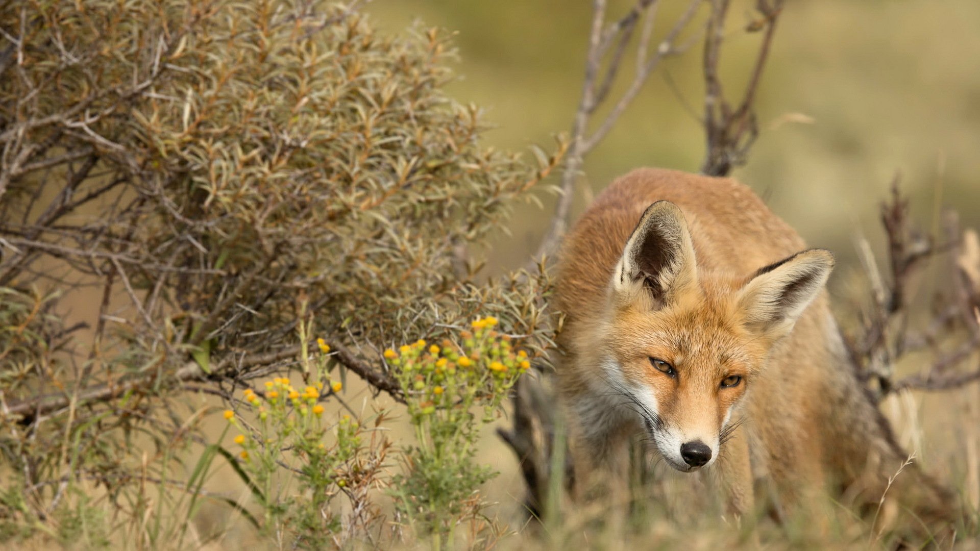 Majestic Fox in the Wild - Stunning HD Animal Wallpaper | 1920x1080 ...