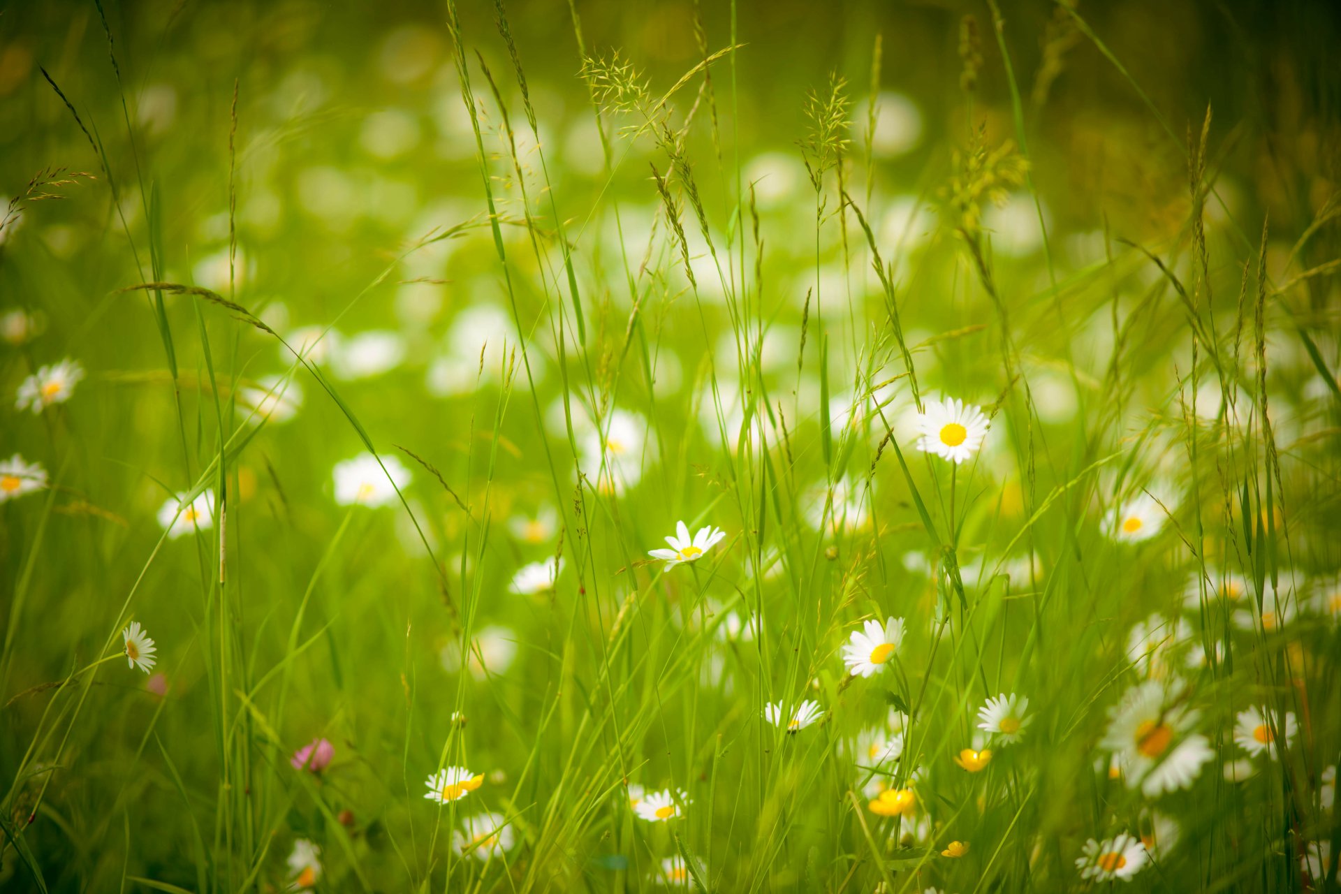 Download Summer White Flower Flower Blur Green Nature Meadow 4k Ultra ...