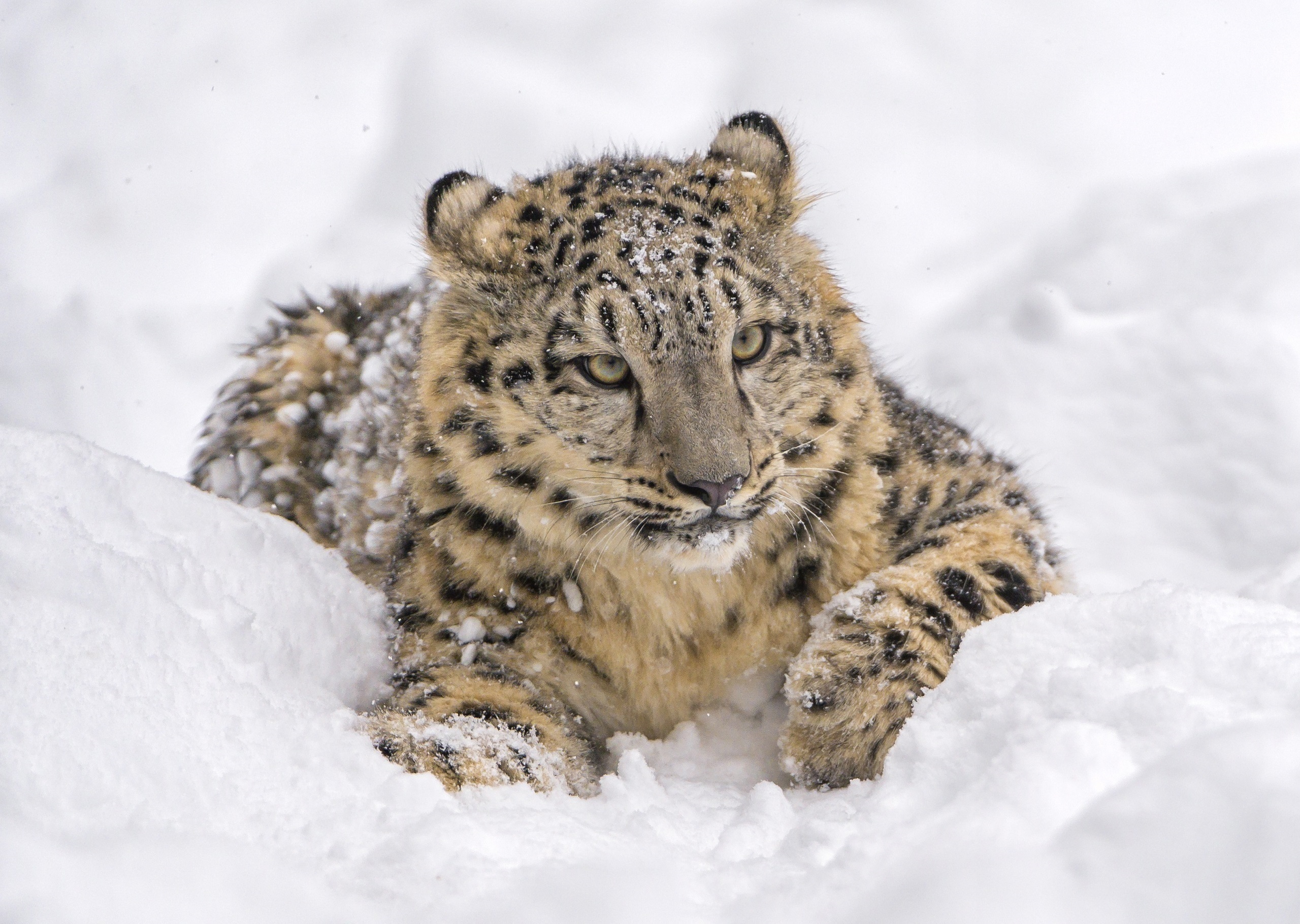 Snow Leopard HD Wallpaper by Tambako The Jaguar