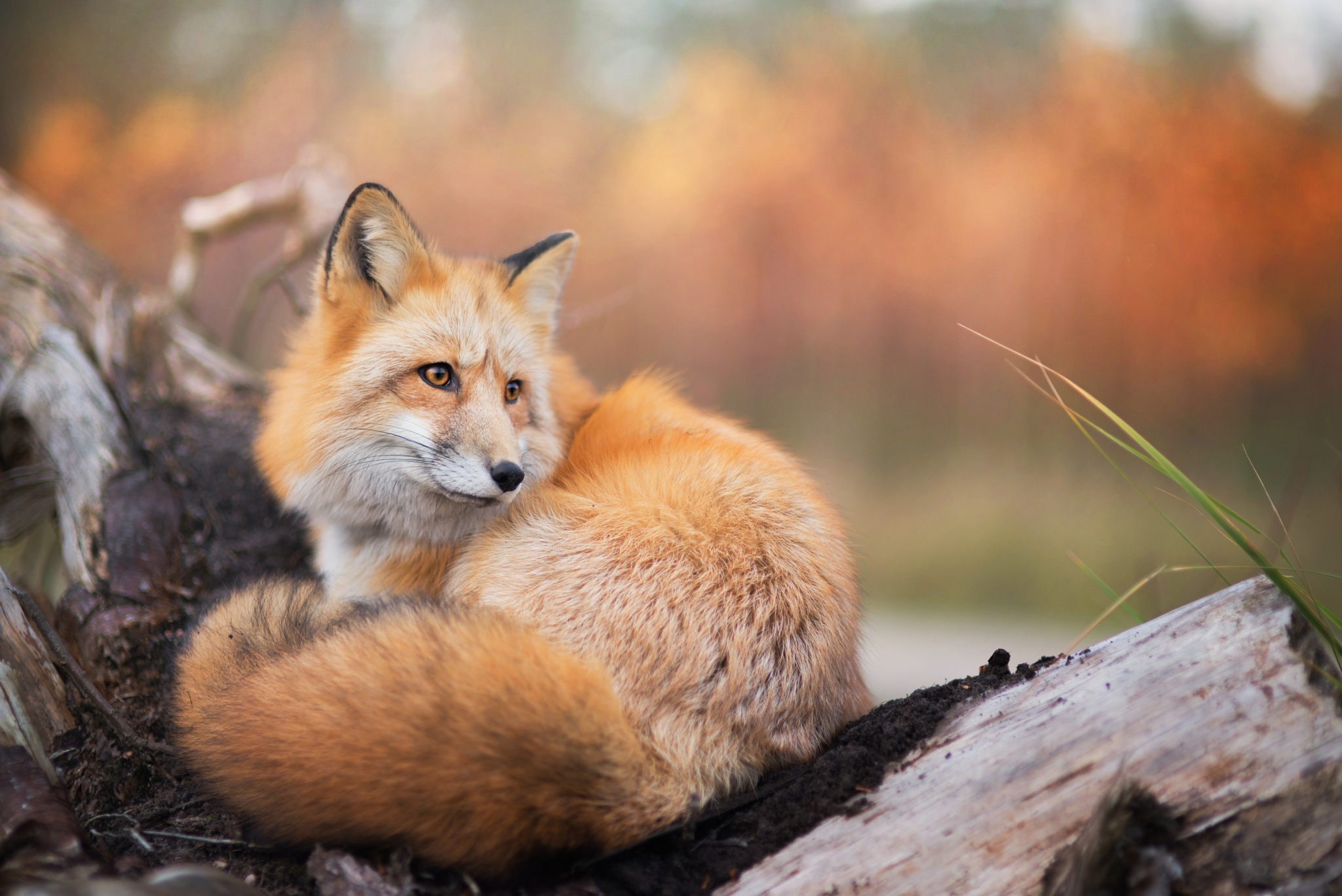 Stunning Fox HD Wallpaper