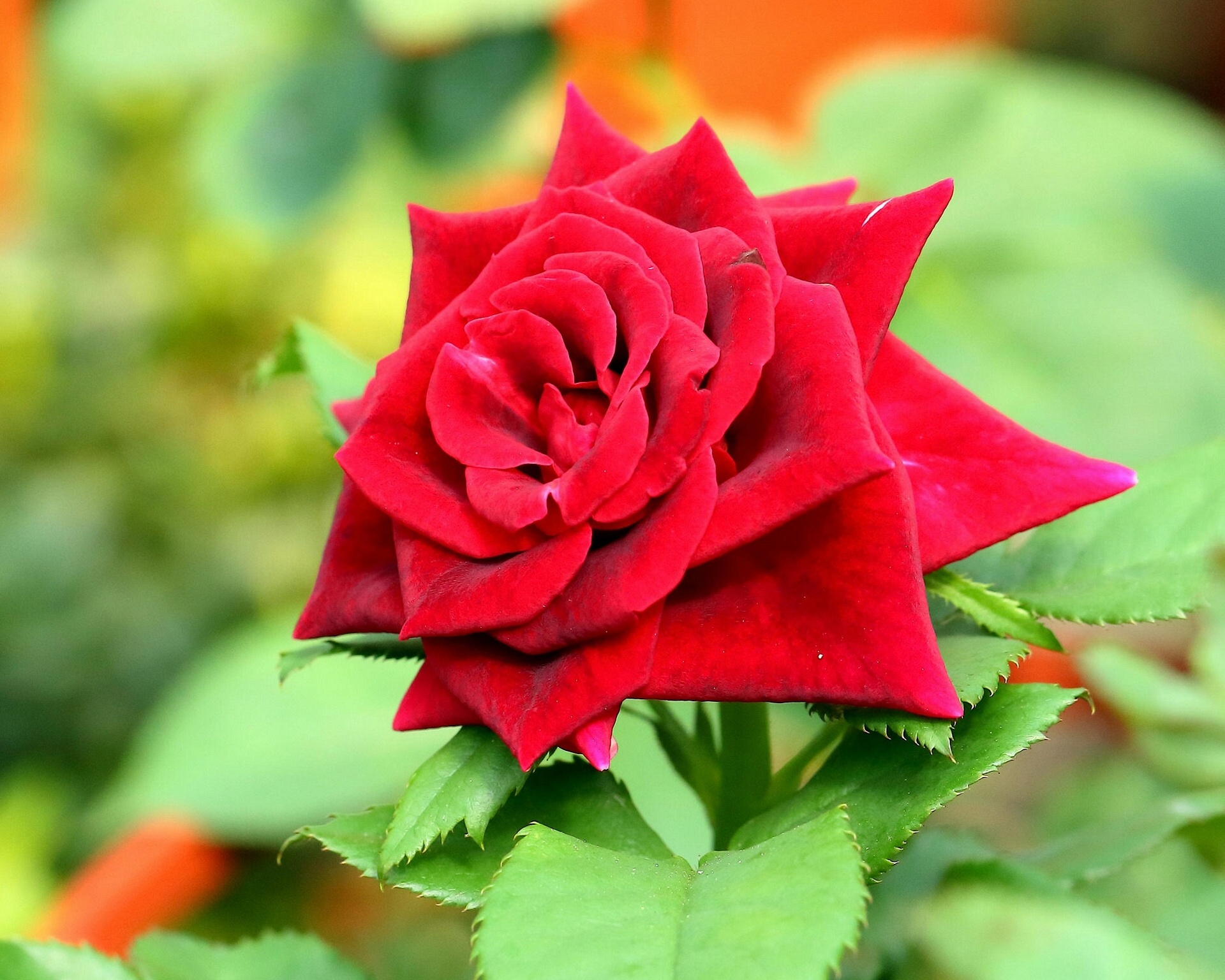 Download Nature Red Flower Flower Rose HD Wallpaper