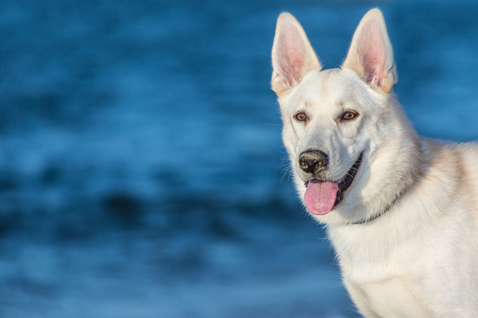 Majestic Berger Blanc Suisse Dog HD Wallpaper with Focused Muzzle Close-up