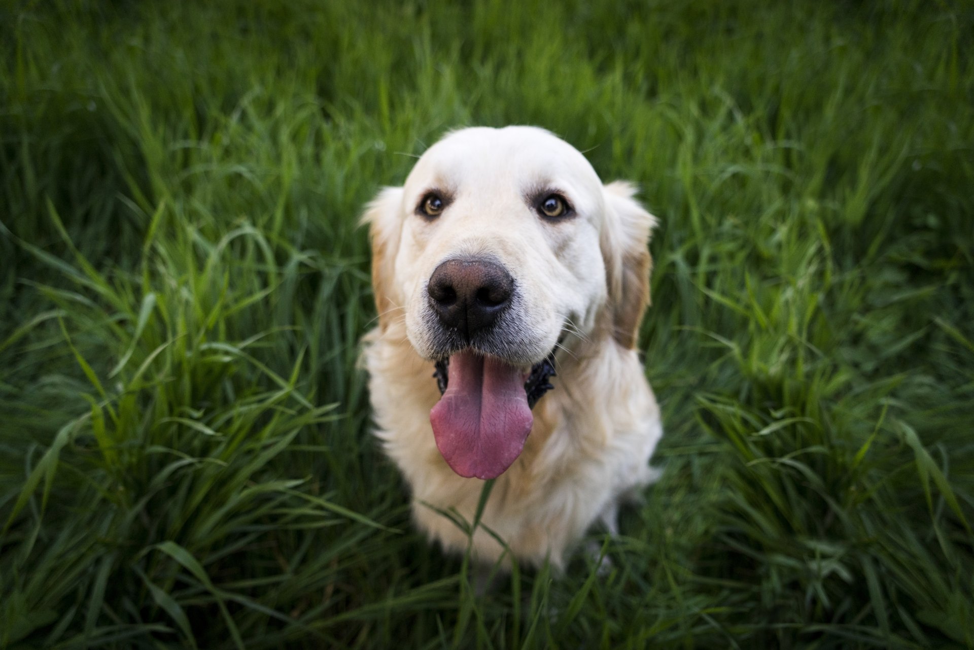Golden Retriever in Lush Grass | 4K Ultra HD Muzzle Close-Up ...