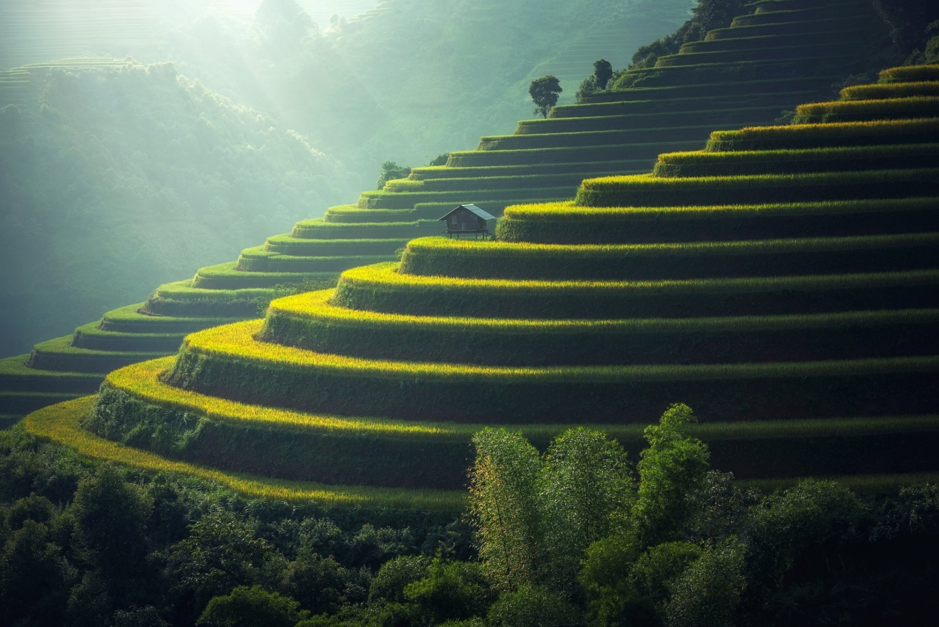 Vietnam Rice Terrace HD Nature Wallpaper by Sasin Tipchai