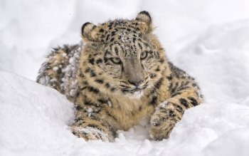 Snow Leopard Pfp