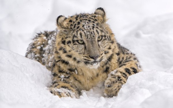 Snow Leopard HD Wallpaper | Background Image | 2560x1600