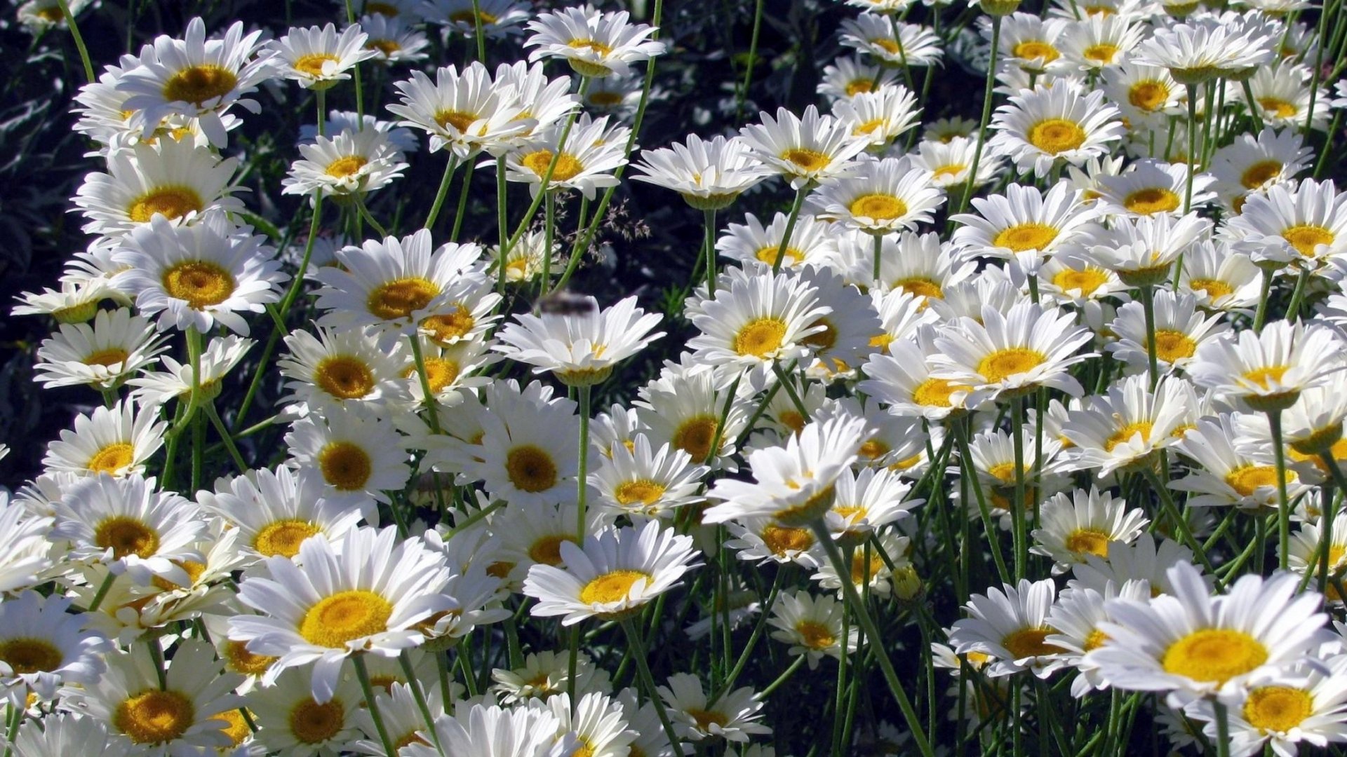 Sunlit Daisy Field — HD White Flower Wallpaper | 1920x1080 | Wallpaper ...