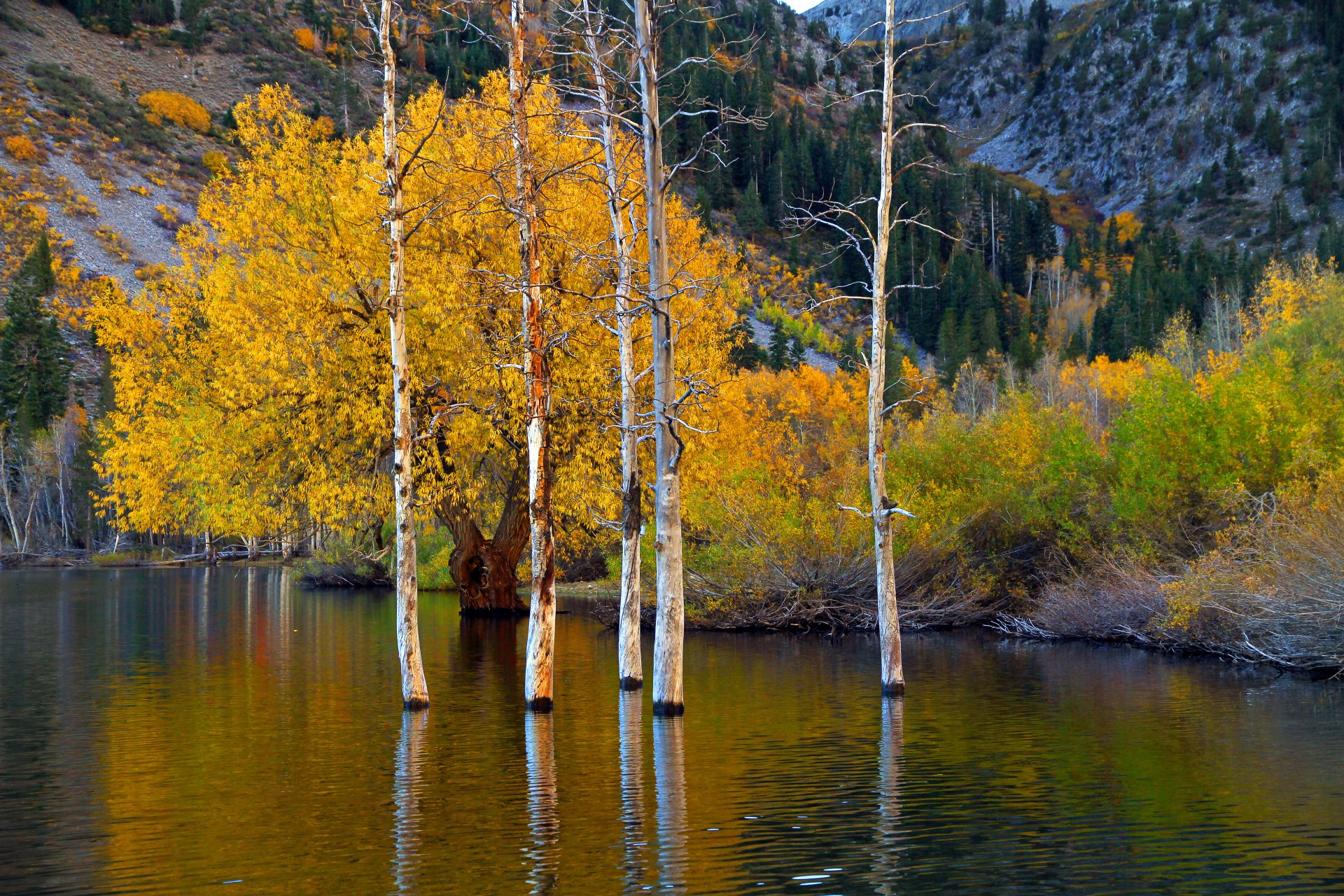 Golden Aspens Reflection — 5K Ultra HD Forest Wallpaper | 5184x3456 ...