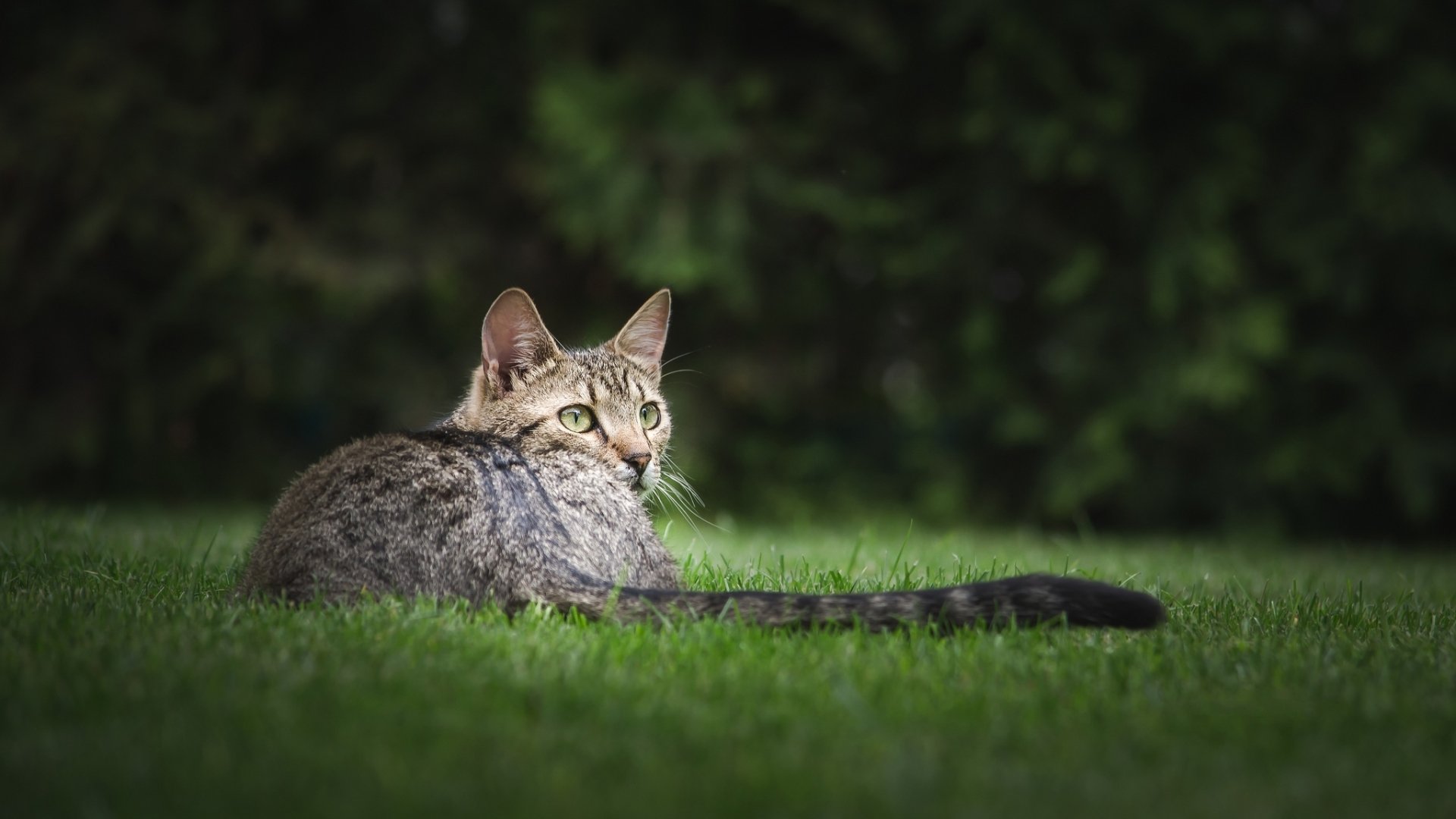 Serene Cat on Grass - HD Wallpaper