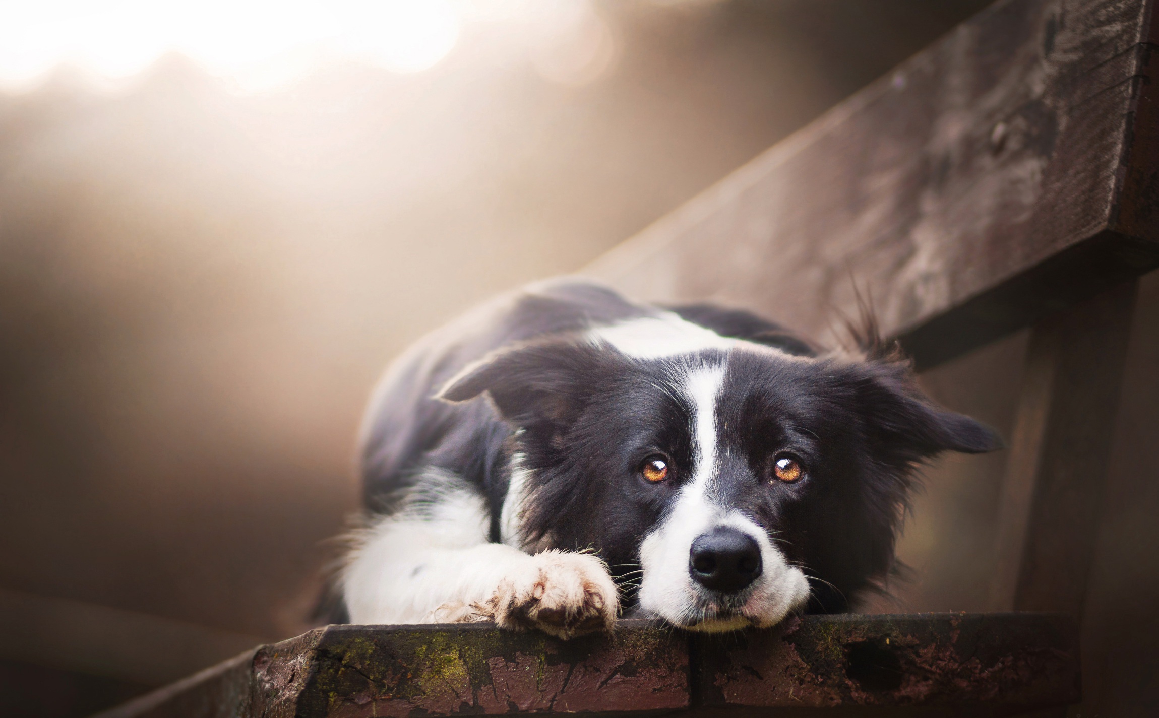 Border Collies Resting Wallpaper