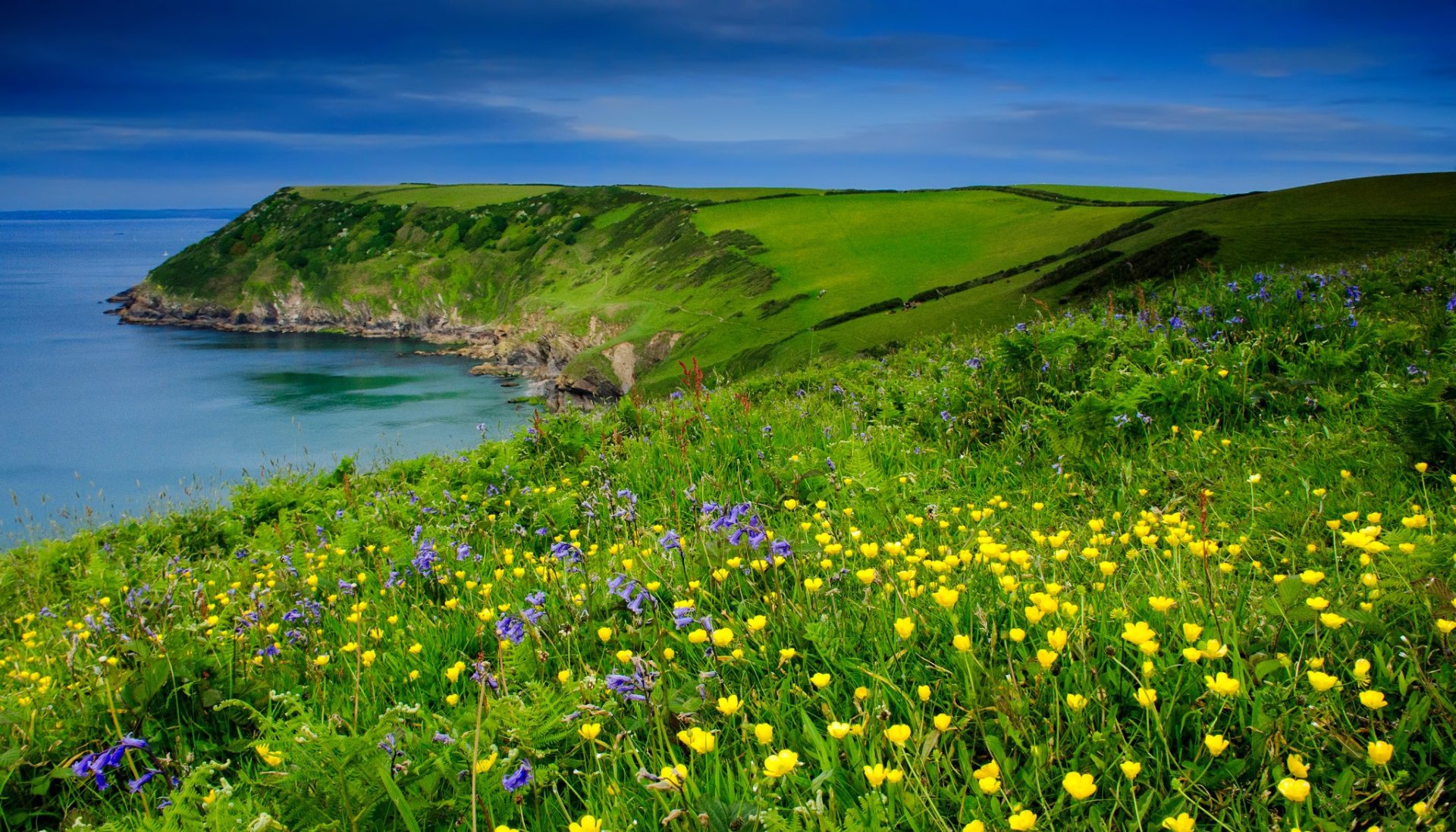 Coastal Bloom: Vibrant Yellow Flowers by the Ocean in Stunning HD Wallpaper