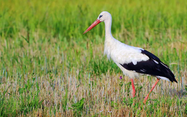 Saddle-Billed Stork HD Wallpaper Saddle-Billed Stork HD Wallpaper