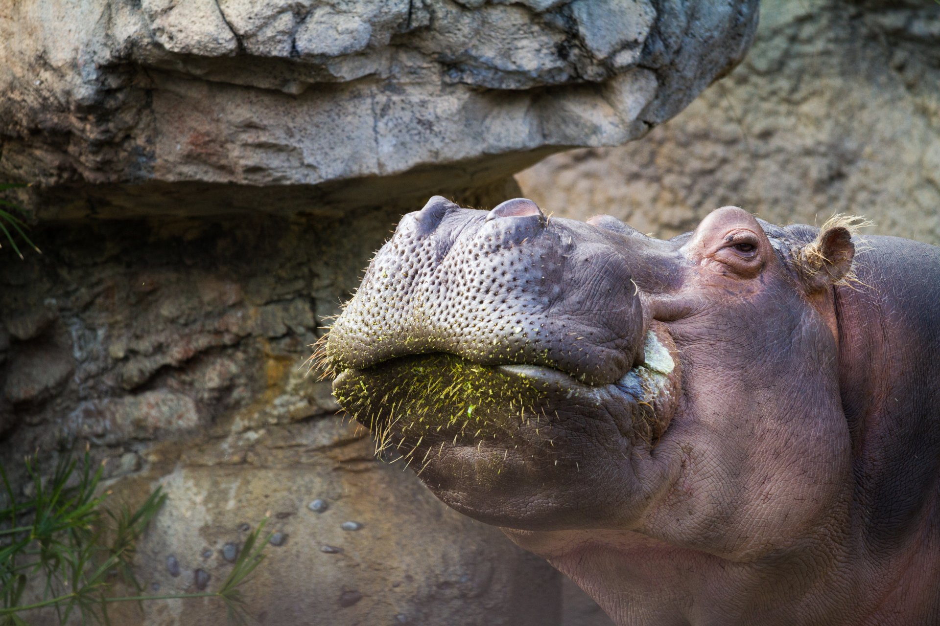 Download Animal Hippo 4k Ultra HD Wallpaper