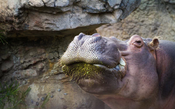 [90+] Hippo Wallpapers