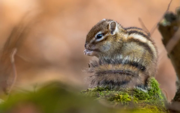 Charming Chipmunk: A Stunning HD Wallpaper